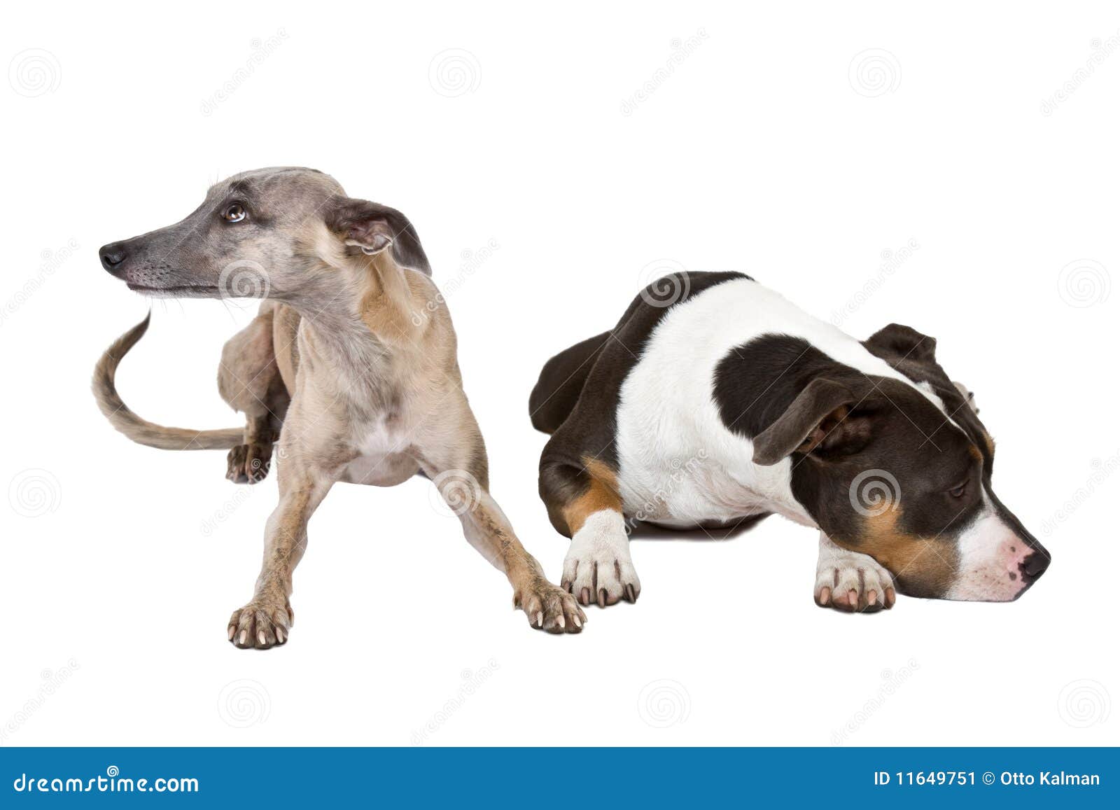 Dos perros tristes imagen de archivo. Imagen de inocente - 11649751