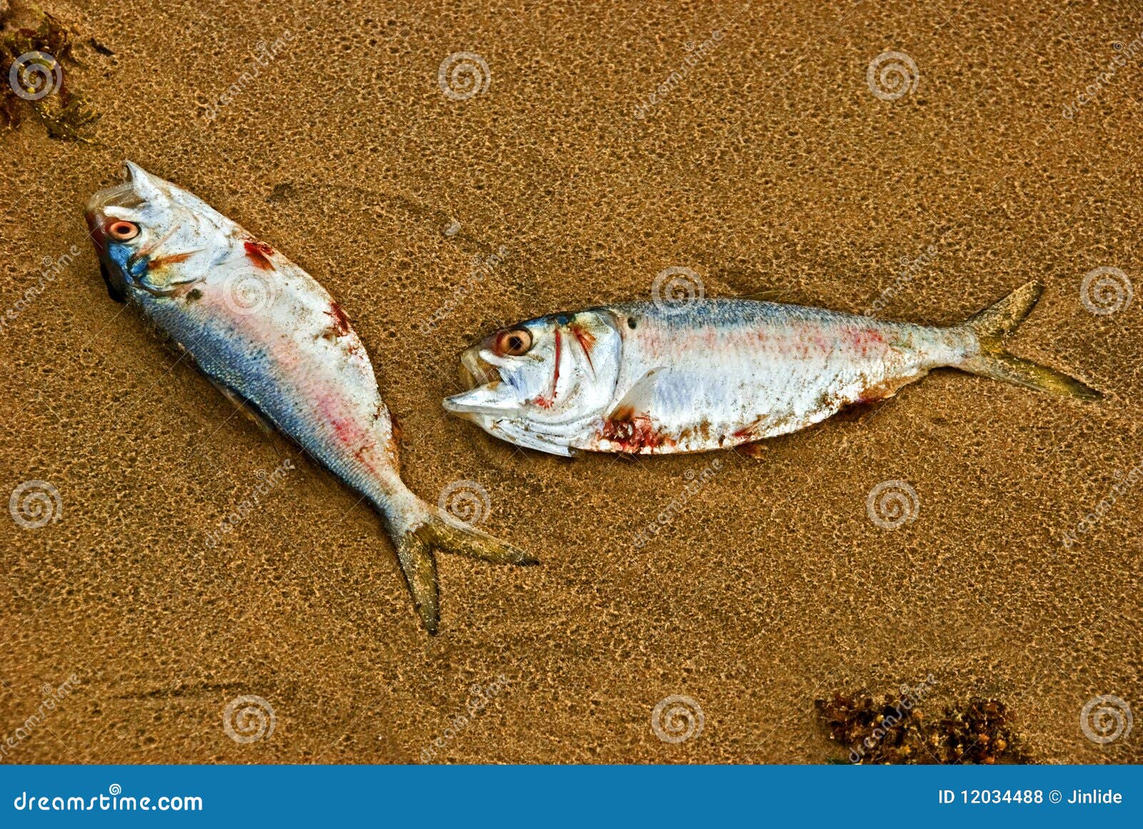 Dos pescados muertos foto de archivo. Imagen de arena - 12034488