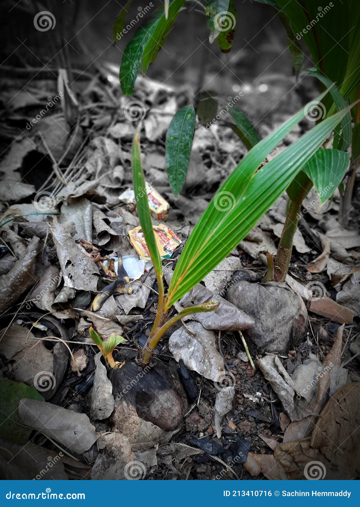 Dos Plantas De Coco En Una. Foto de archivo - Imagen de producto, cocos ...