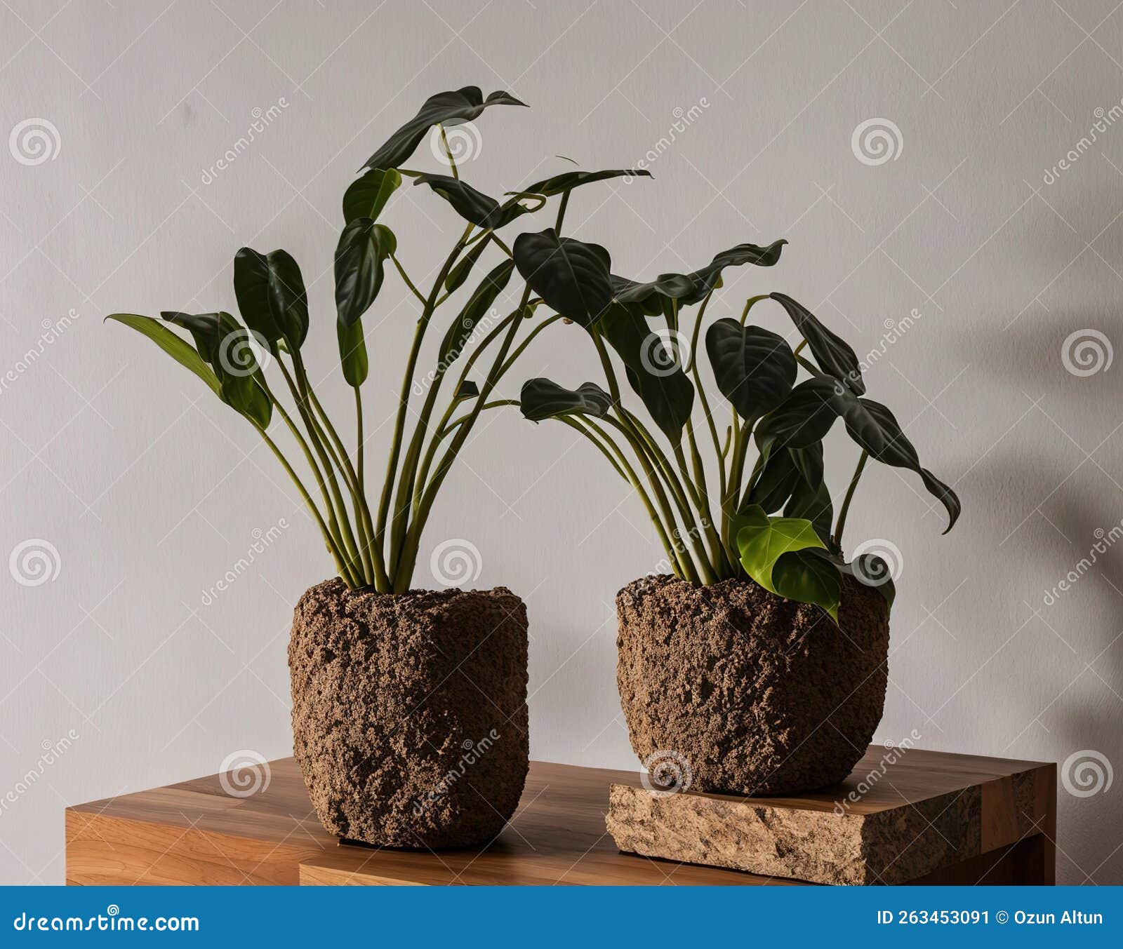 Dos plantas en macetas imagen de archivo. Imagen de hoja - 263453091