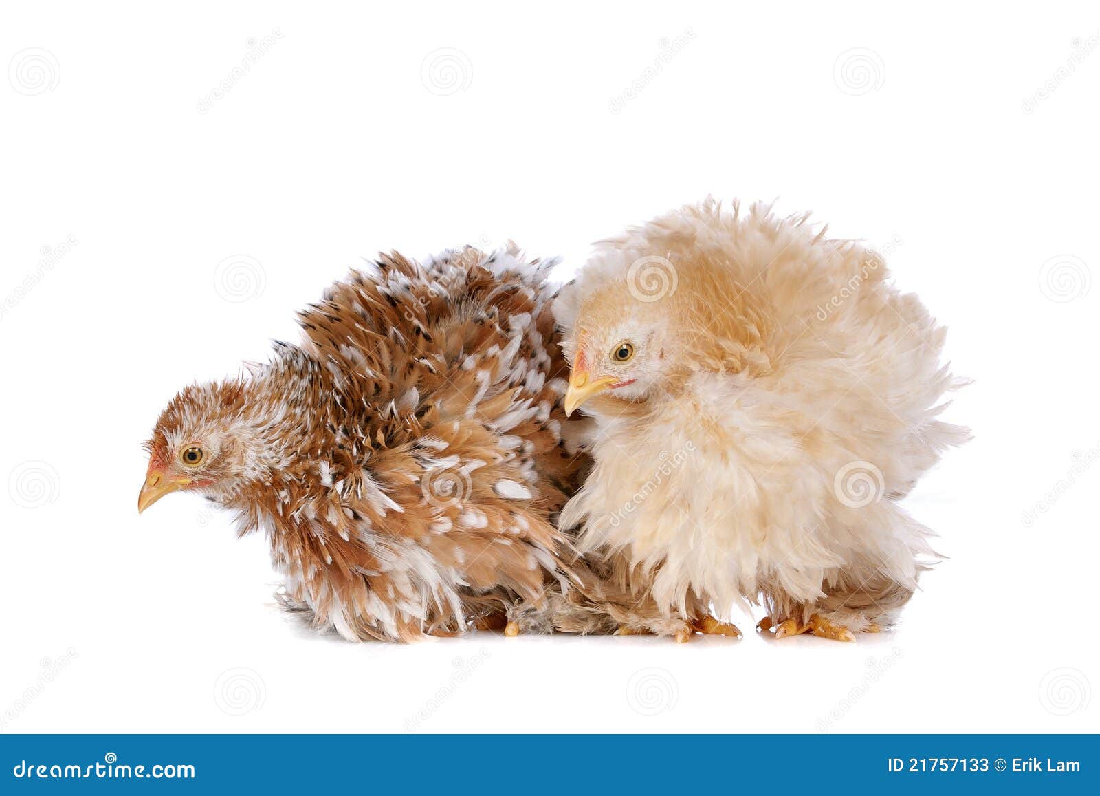 Dos pollos imagen de archivo. Imagen de poultry, estudio - 21757133