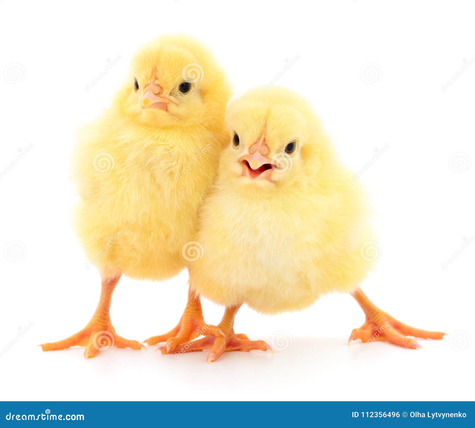 Dos pollos amarillos foto de archivo. Imagen de poultry - 112356496