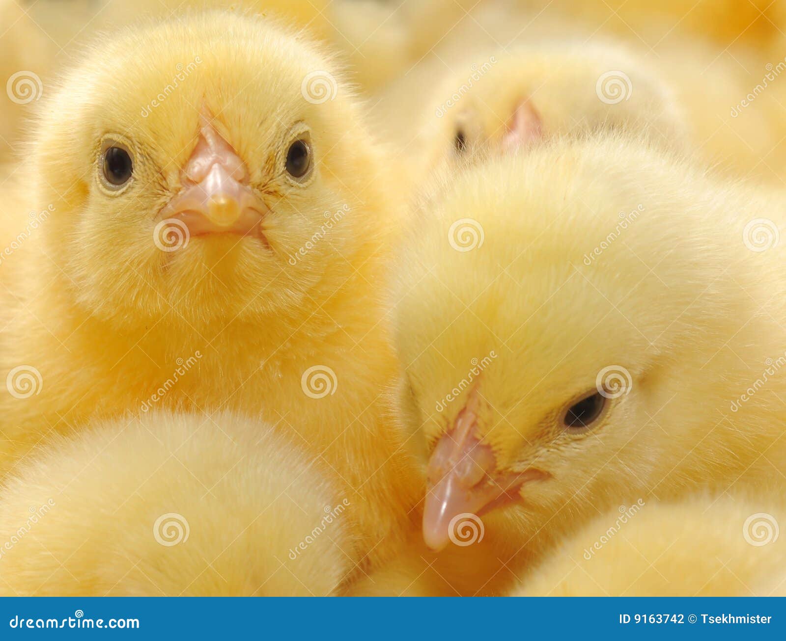 Dos pollos amarillos foto de archivo. Imagen de pluma - 9163742
