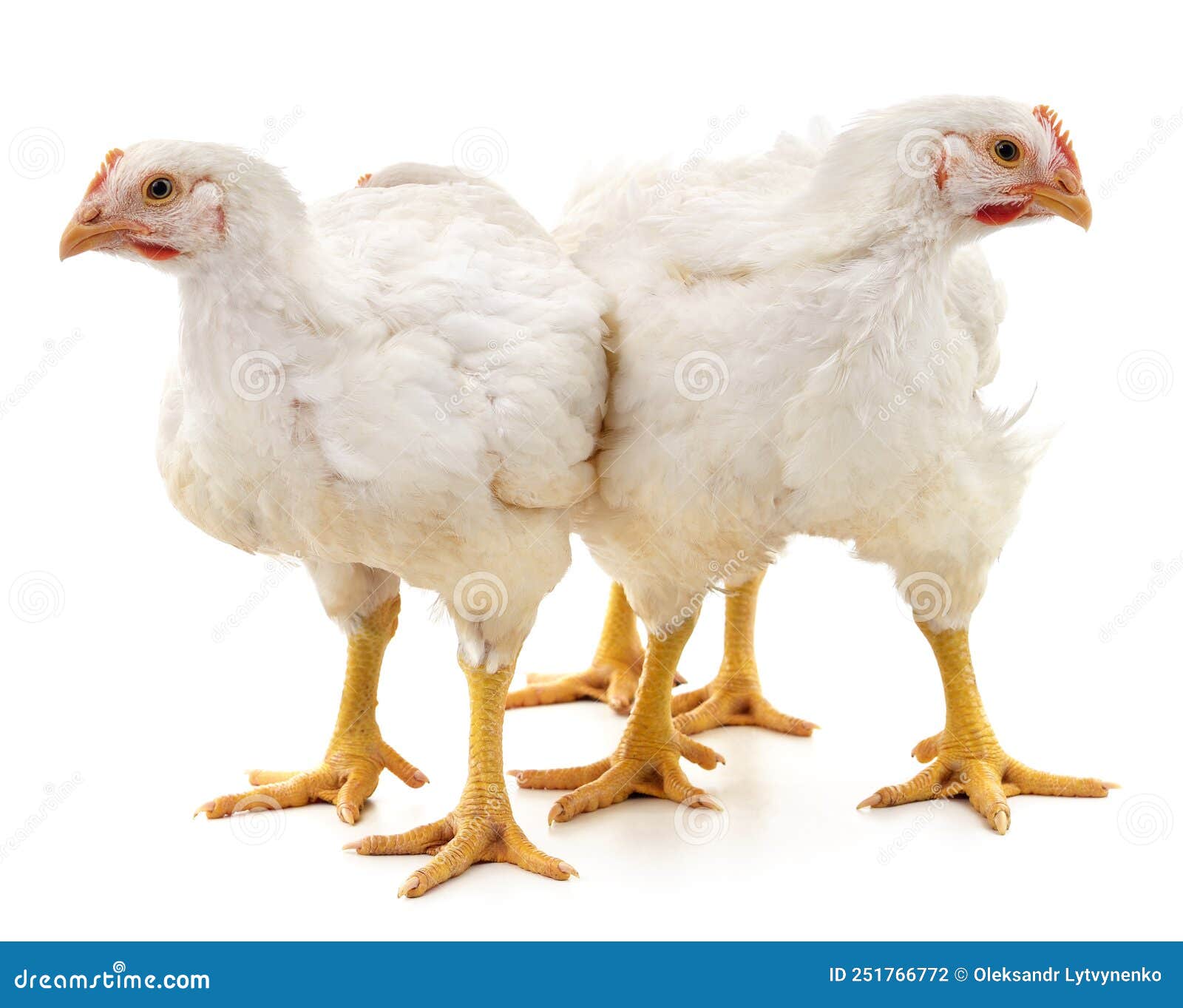Dos pollos blancos foto de archivo. Imagen de pollos - 251766772