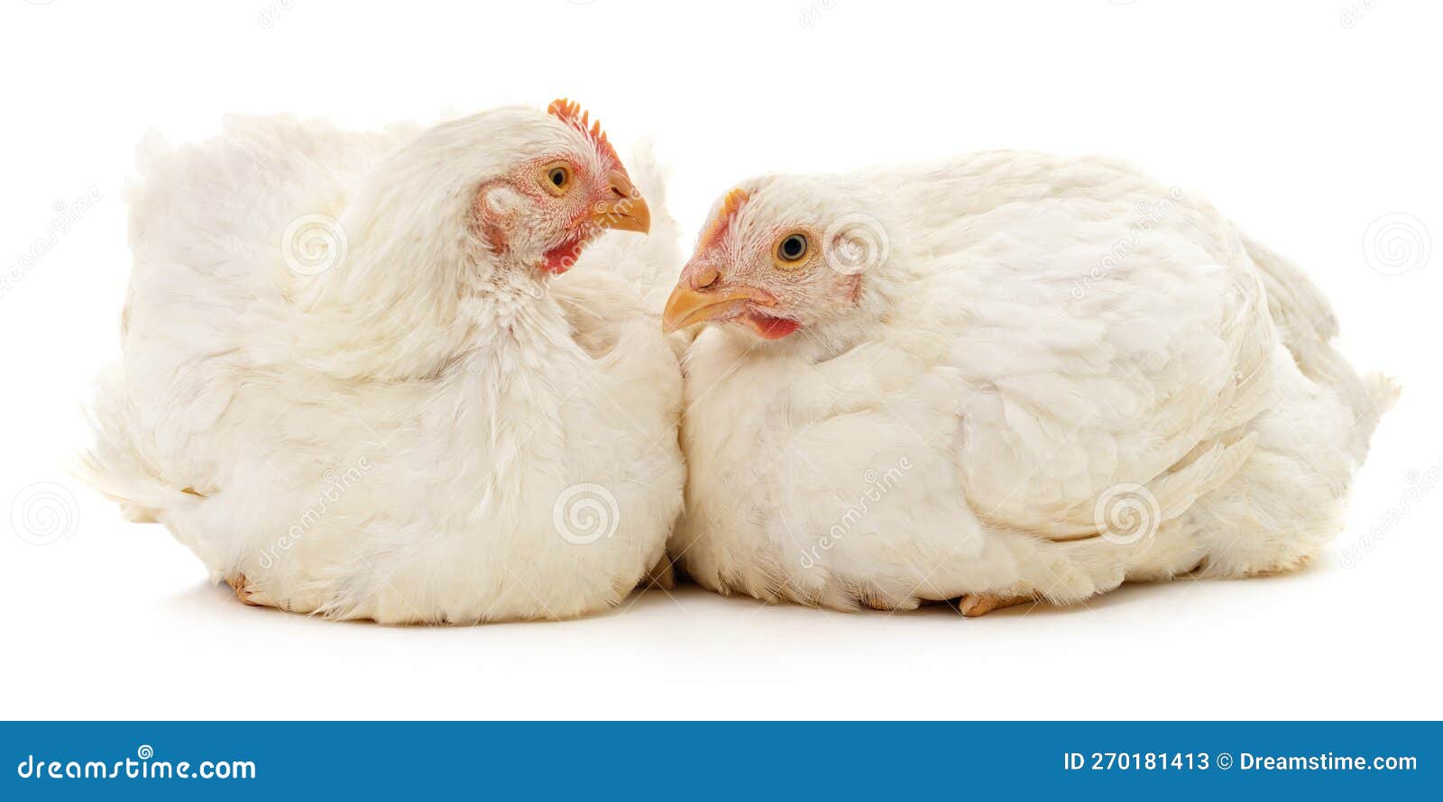 Dos pollos blancos imagen de archivo. Imagen de rojo - 270181413