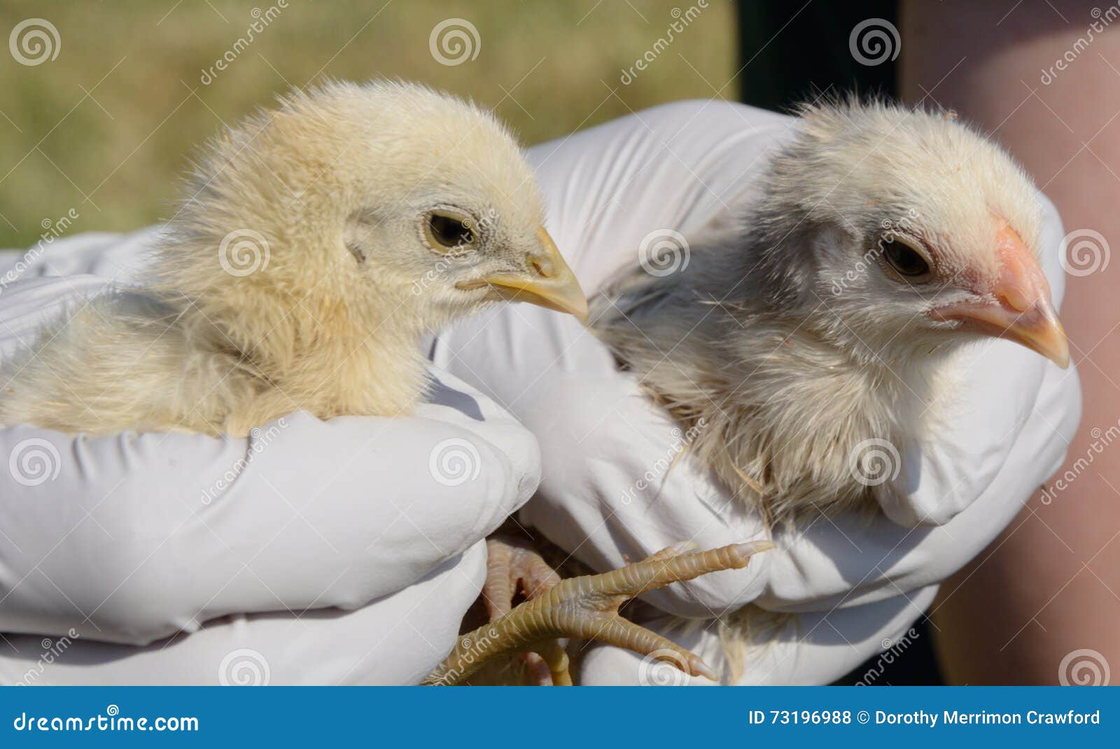 Dos pollos del bebé foto de archivo. Imagen de guantes - 73196988