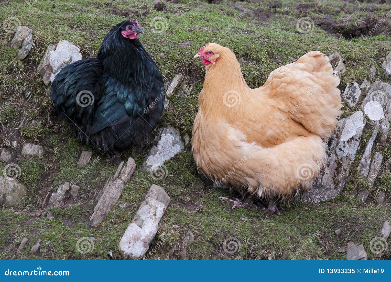 Dos pollos del corral imagen de archivo. Imagen de alimento - 13933235