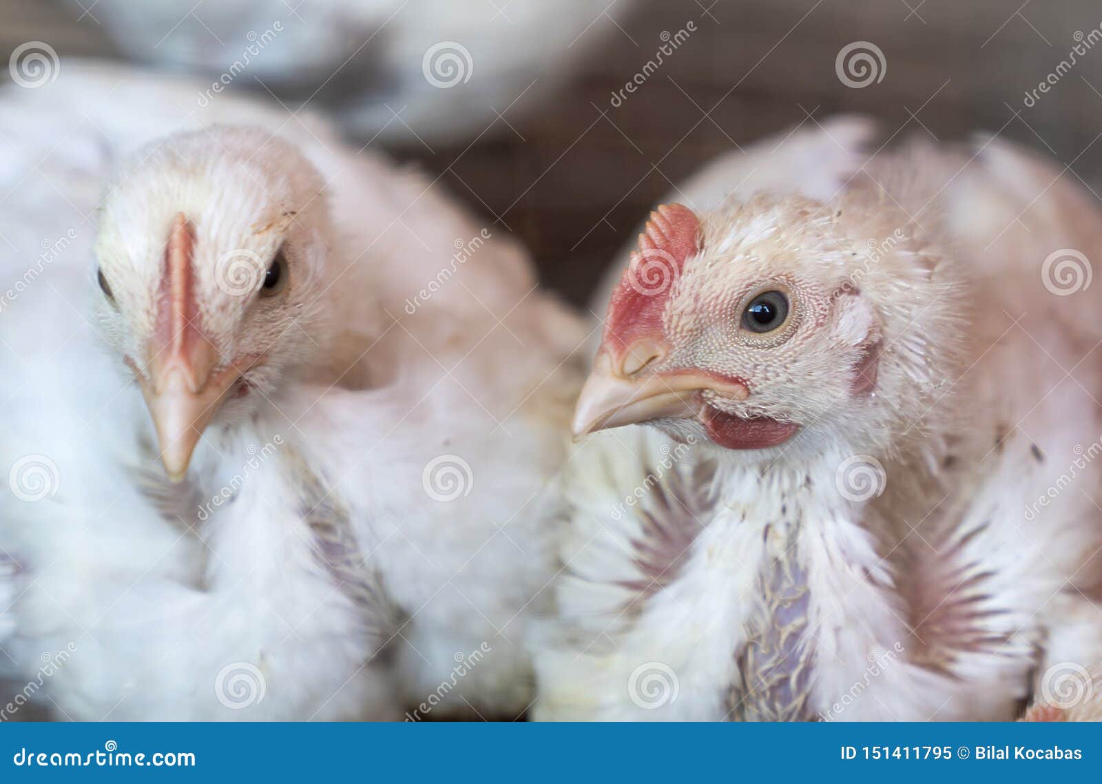 Dos Pollos Jovenes En Granja Imagen de archivo - Imagen de pista, jaula ...