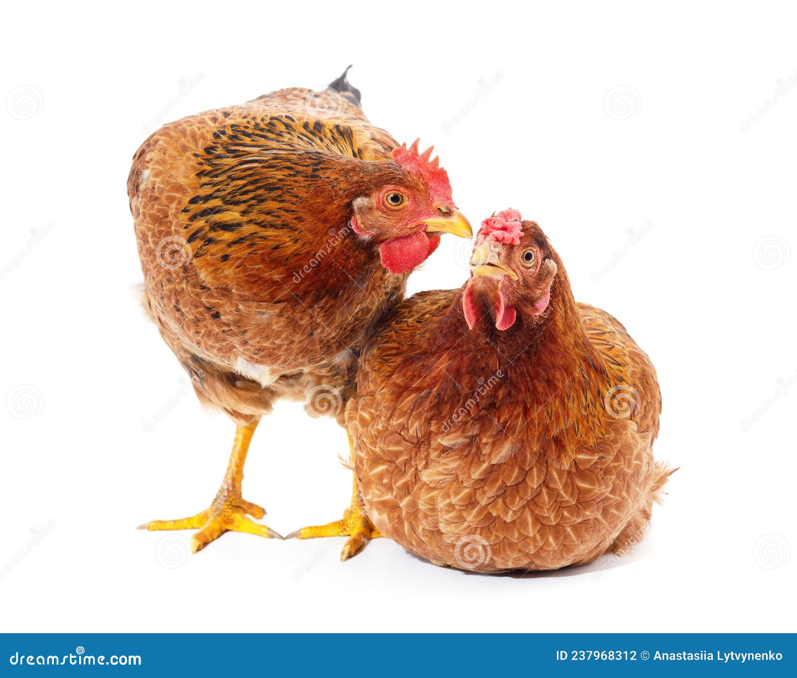 Dos pollos marrones foto de archivo. Imagen de estudio - 237968312