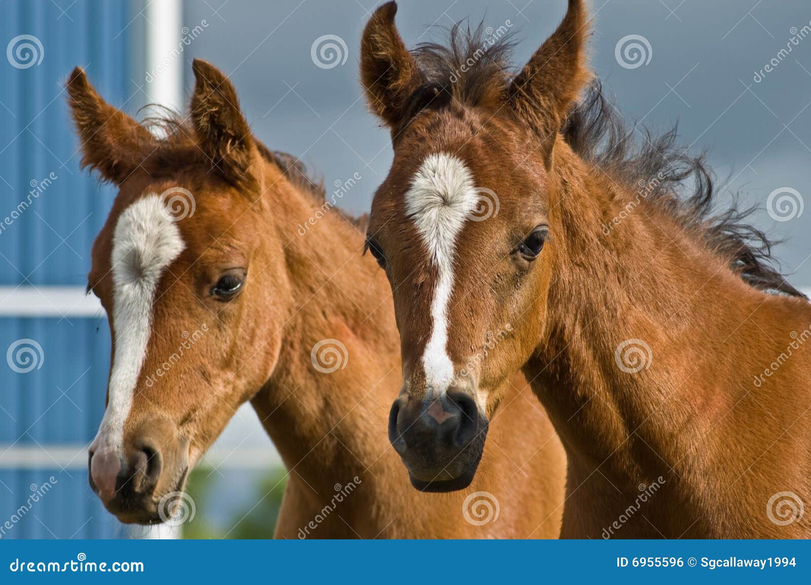 Dos potros del bebé foto de archivo. Imagen de granja - 6955596