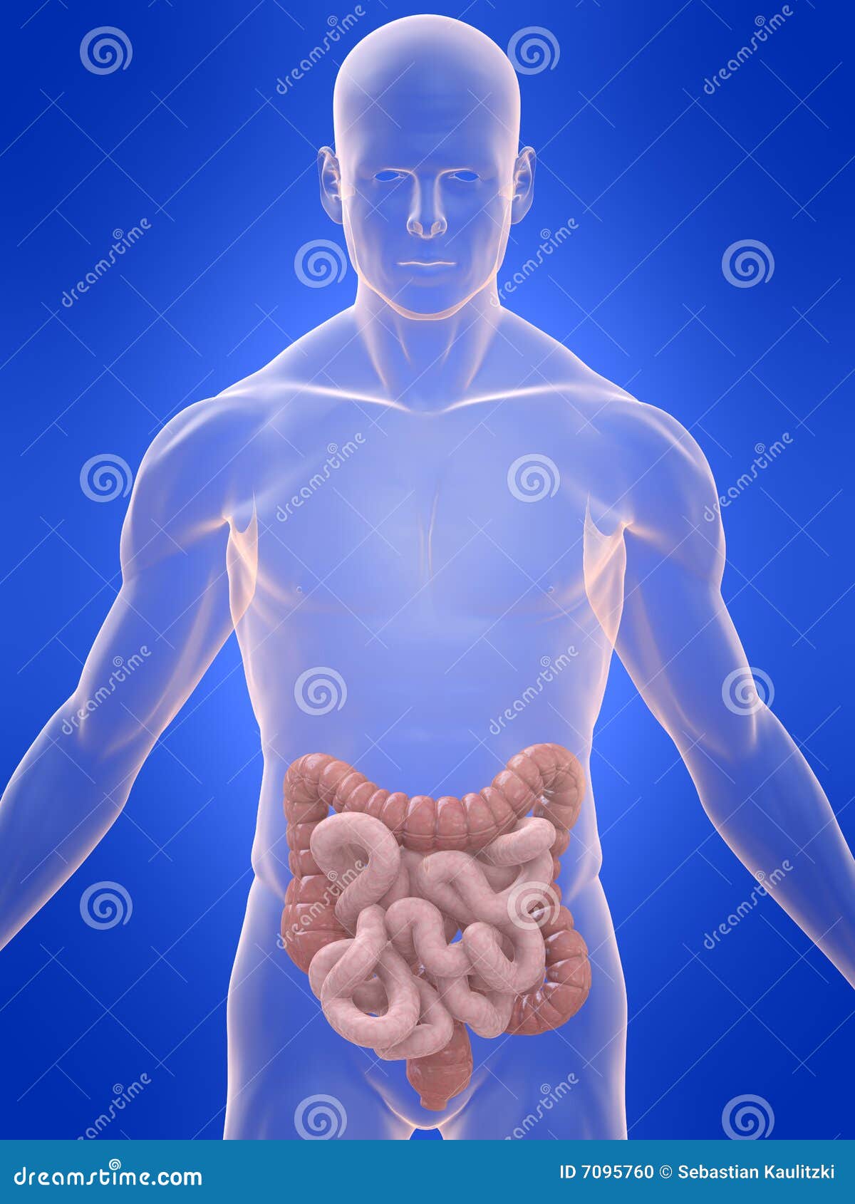 Dos Puntos E Intestinos Humanos Stock de ilustración - Ilustración de ...