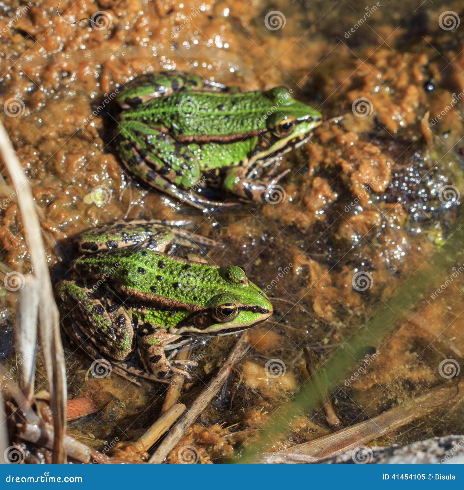 Dos Ranas Comunes Del Agua En El Agua Imagen de archivo - Imagen de ...