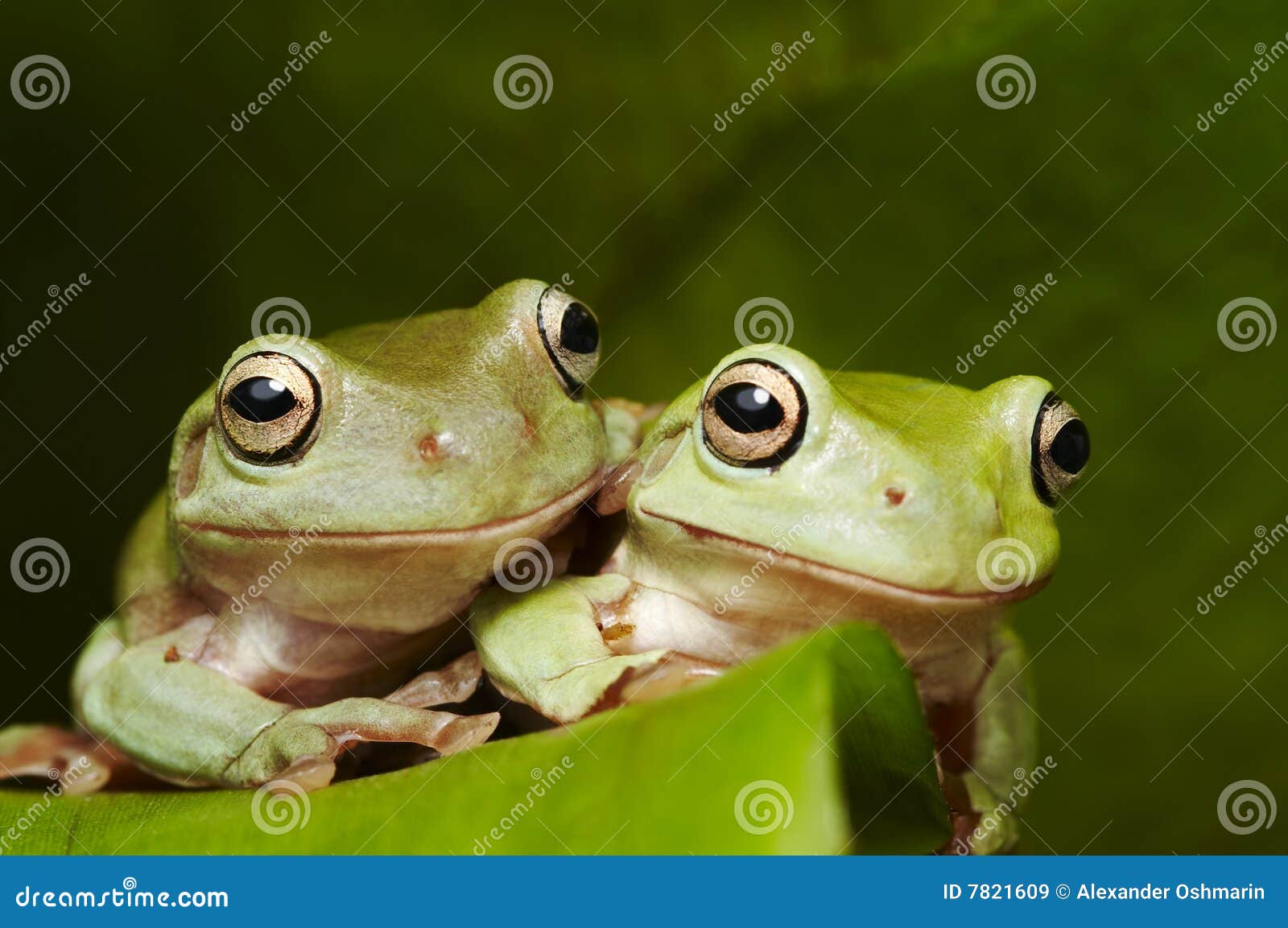 Dos Ranas De árbol Australianas Imagen de archivo - Imagen de animal ...