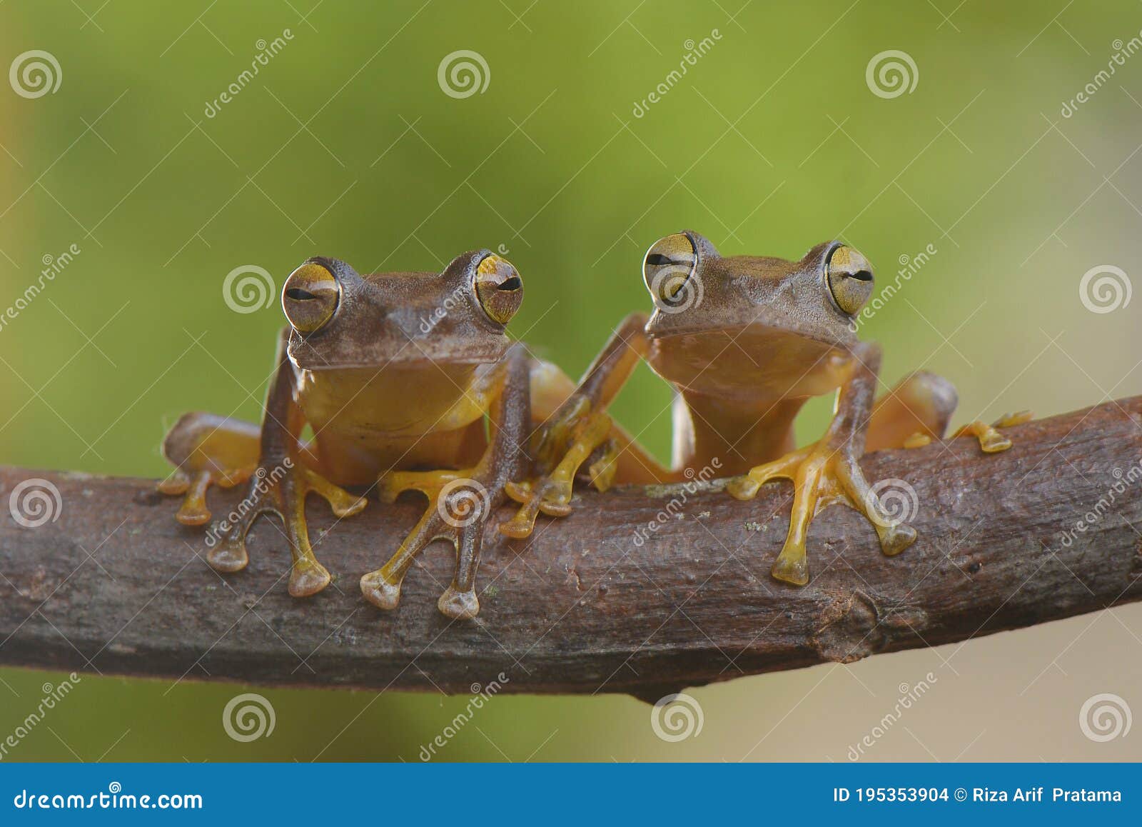 Dos ranas en rama foto de archivo. Imagen de anfibio - 195353904