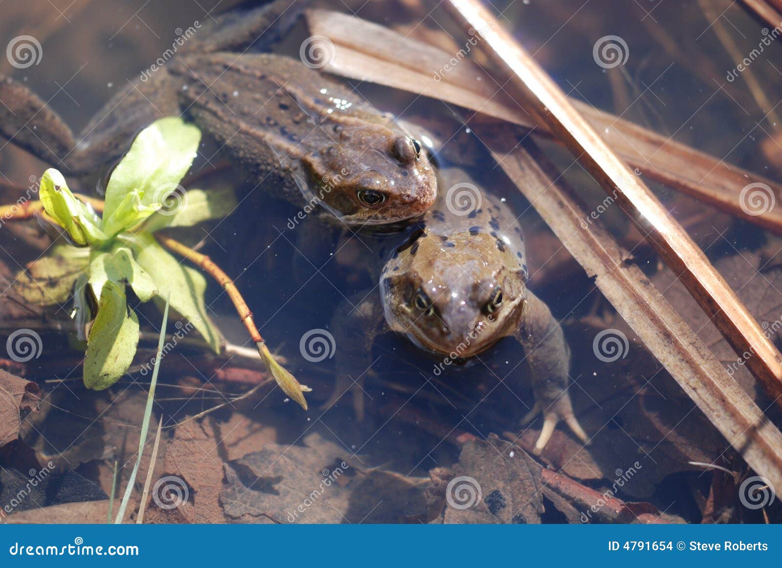 Dos ranas en una charca foto de archivo. Imagen de animal - 4791654