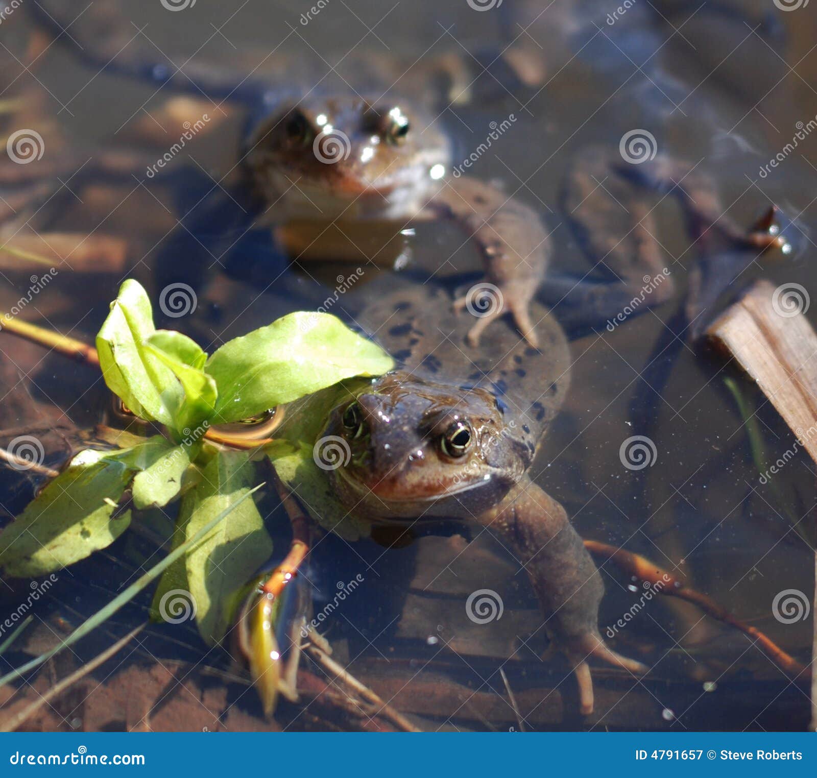 Dos ranas en una charca imagen de archivo. Imagen de verde - 4791657