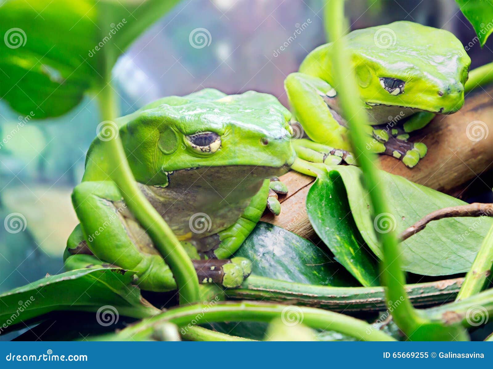 Dos Ranas Gigantes De La Hoja De Las Ranas Imagen de archivo - Imagen ...