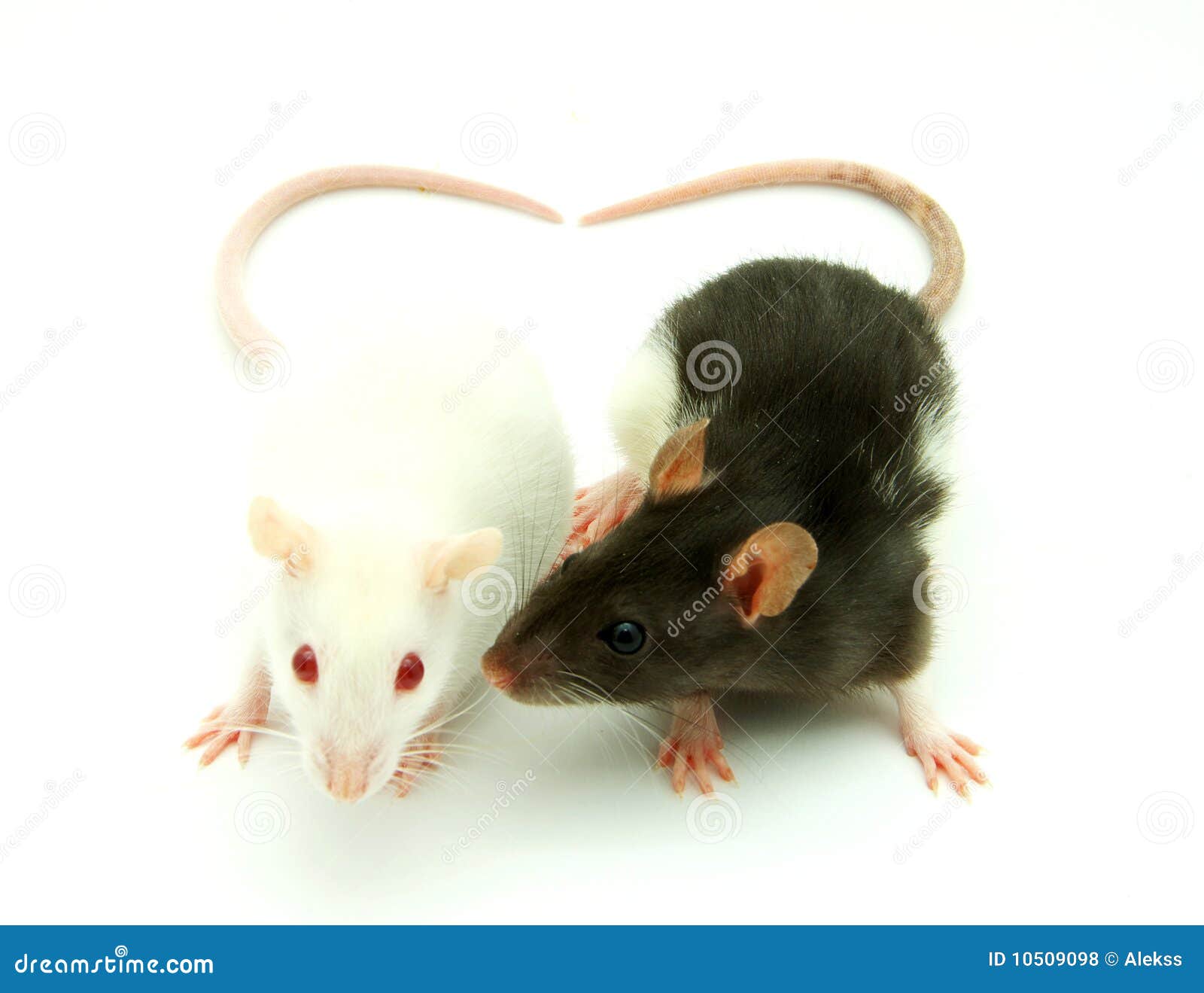 Dos ratas foto de archivo. Imagen de animal, ratones - 10509098