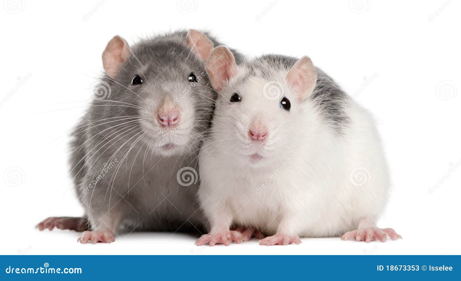 Dos ratas, 12 meses imagen de archivo. Imagen de horizontal - 18673353