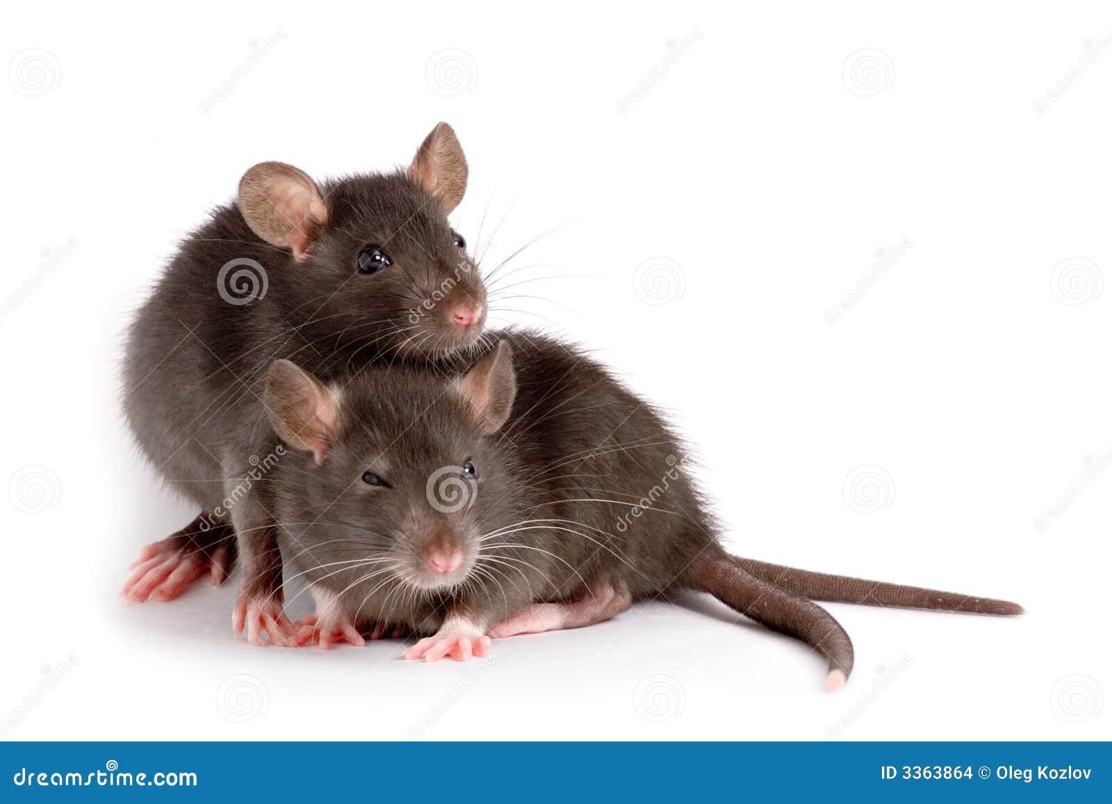Dos ratas foto de archivo. Imagen de cierre, animales - 3363864