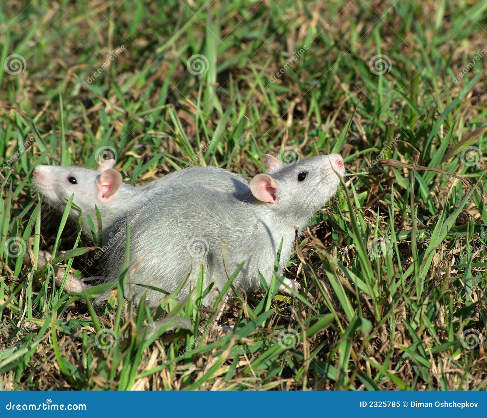 Dos ratas en la hierba imagen de archivo. Imagen de temas - 2325785