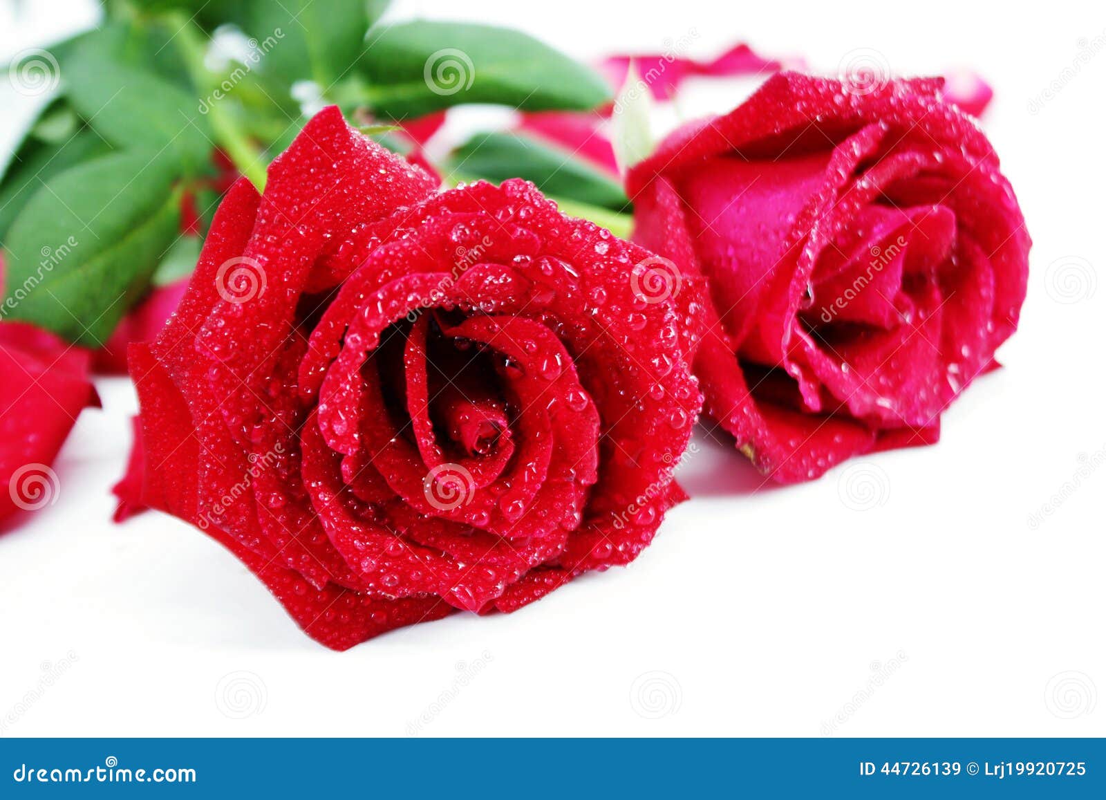 Dos rosas rojas imagen de archivo. Imagen de campeonatos - 44726139