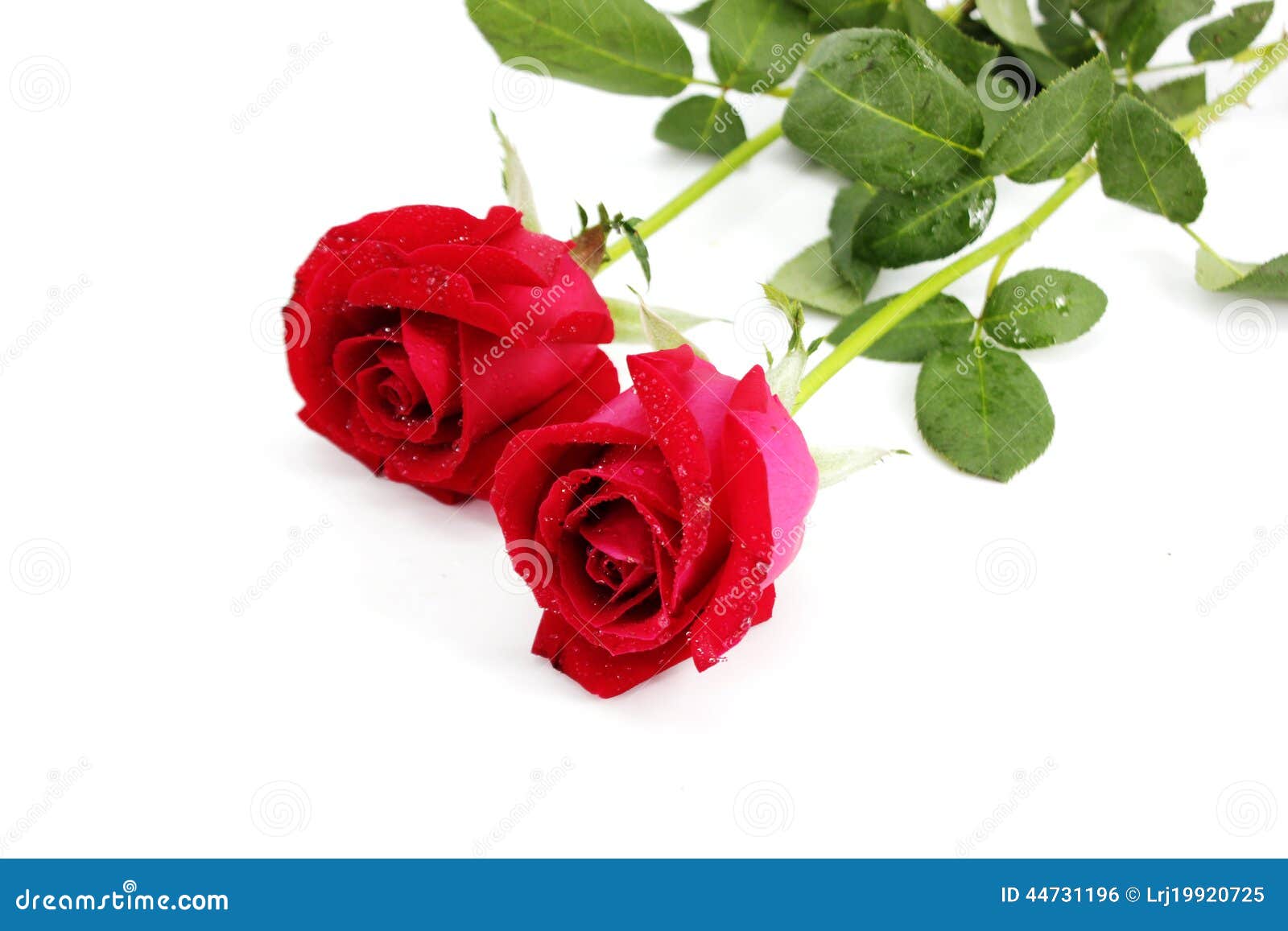 Dos rosas rojas foto de archivo. Imagen de belleza, floraciones - 44731196