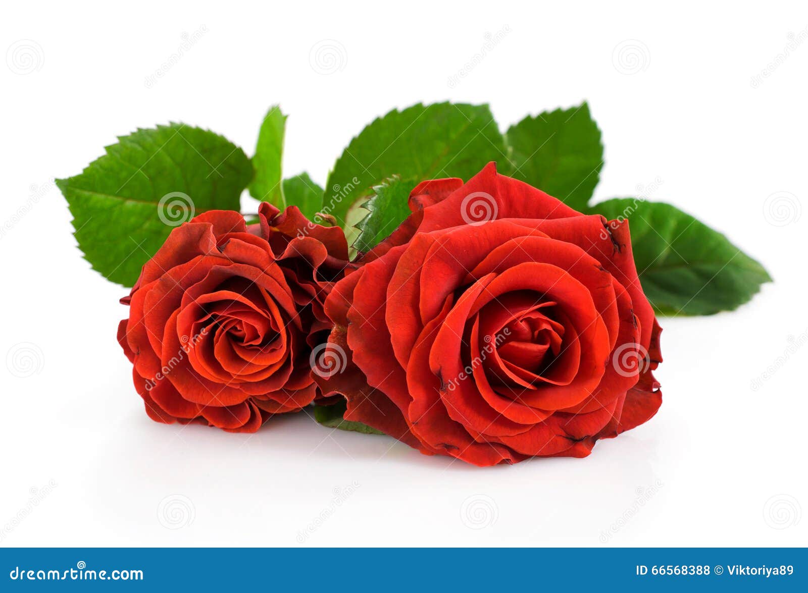 Dos rosas rojas foto de archivo. Imagen de belleza, valentinas - 66568388