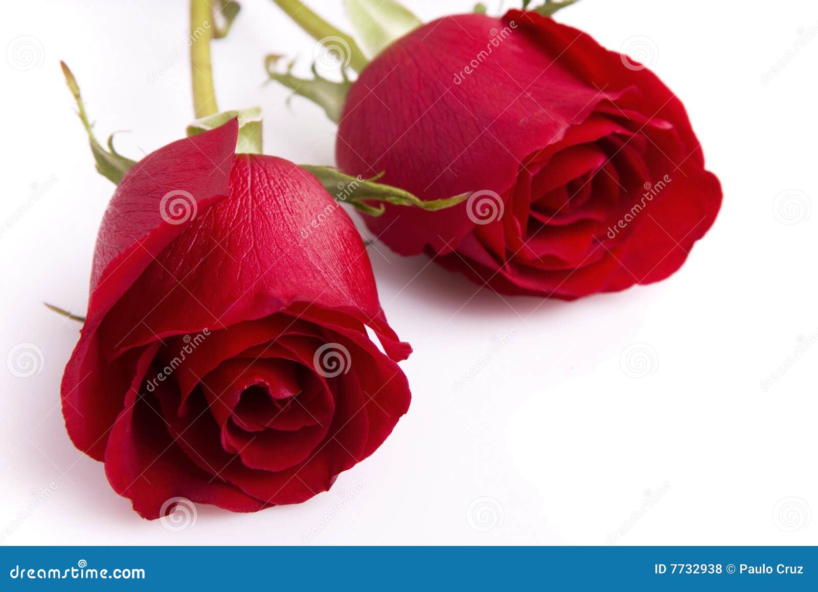 Dos rosas rojas foto de archivo. Imagen de feliz, aniversario - 7732938