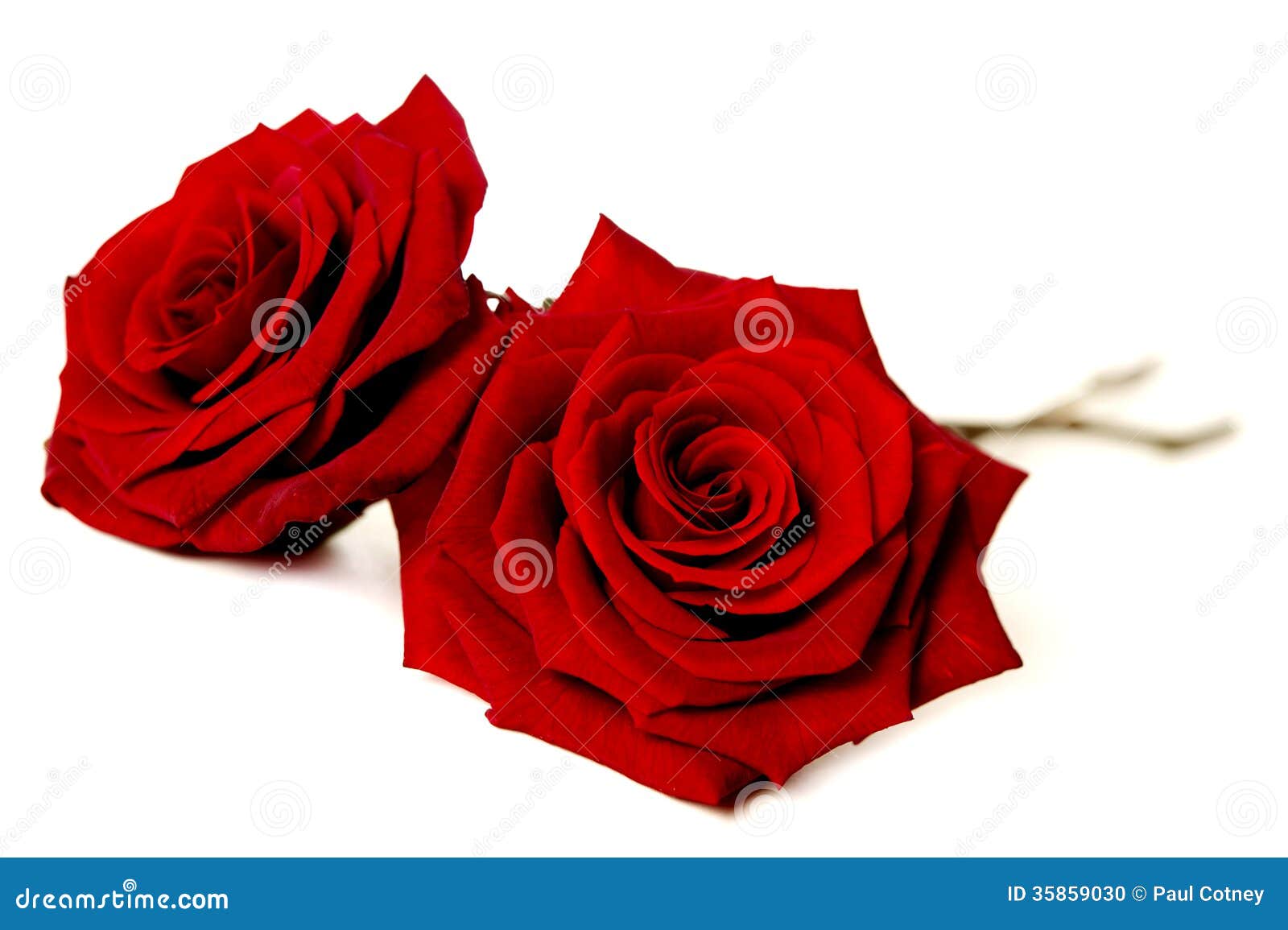Dos Rosas Rojas Aisladas En Blanco Foto de archivo - Imagen de cubo ...