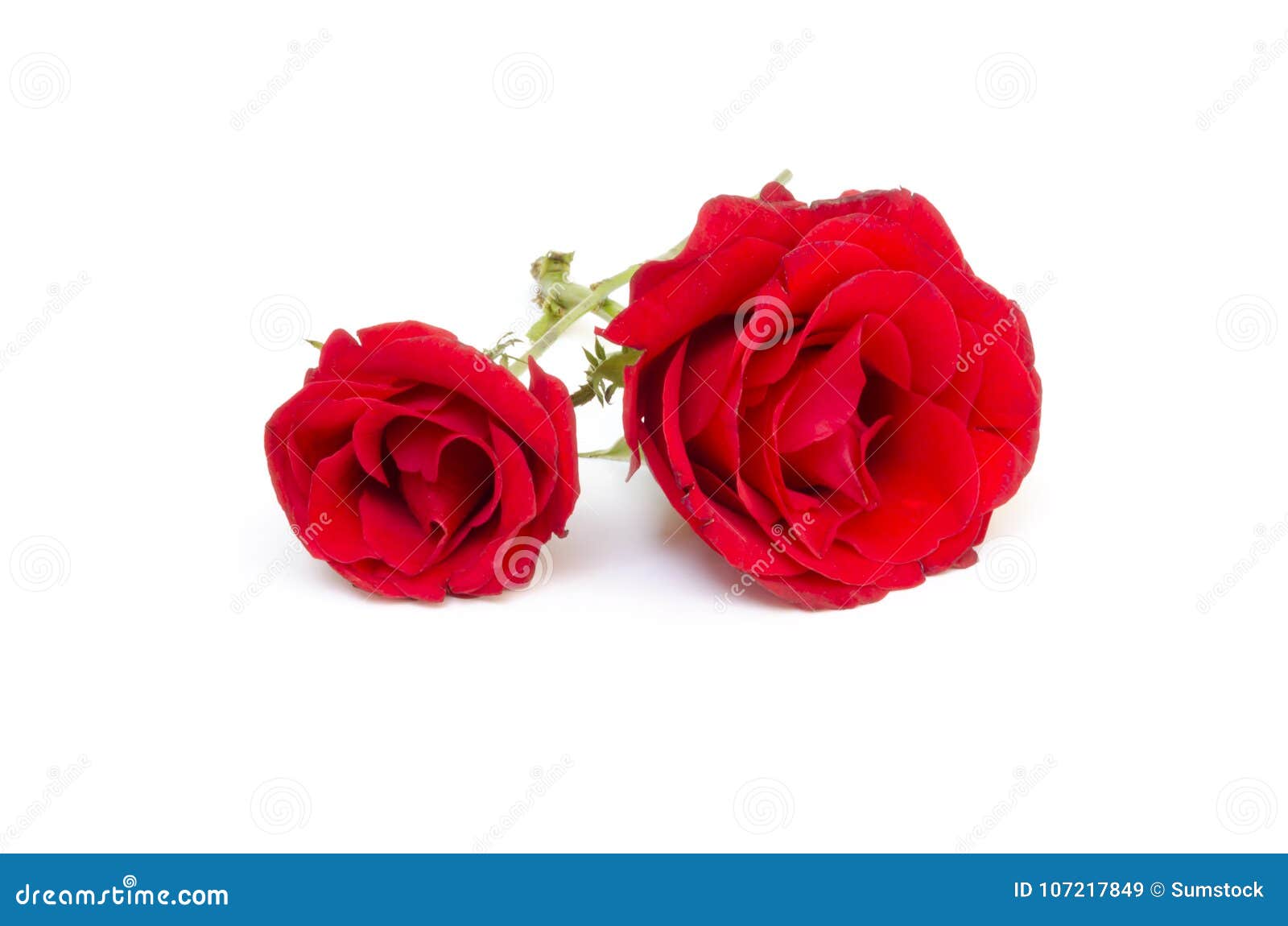 Dos Rosas Rojas Aisladas En El Fondo Blanco Imagen de archivo - Imagen ...