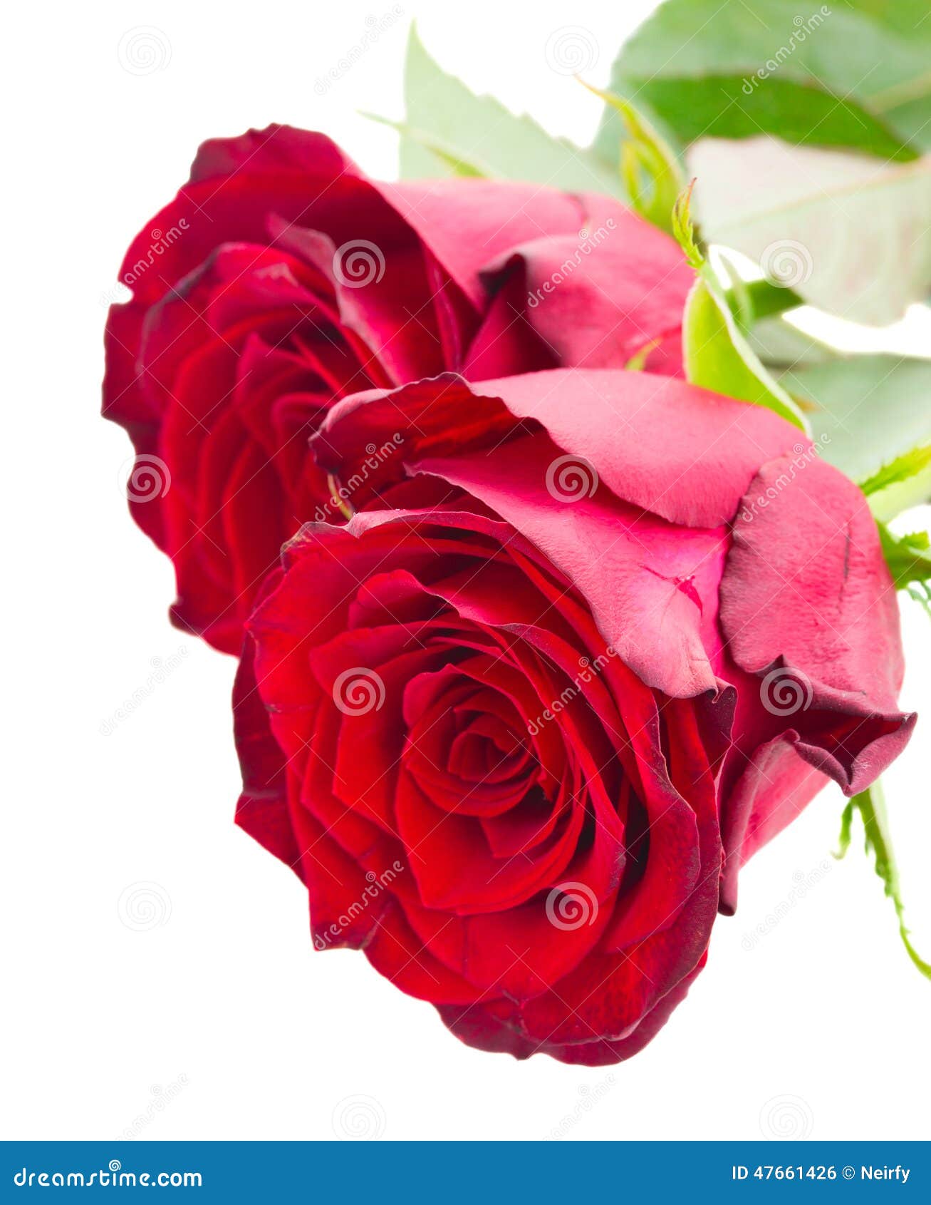 Dos Rosas Rojas Del Escarlata Foto de archivo - Imagen de rosas, floral ...