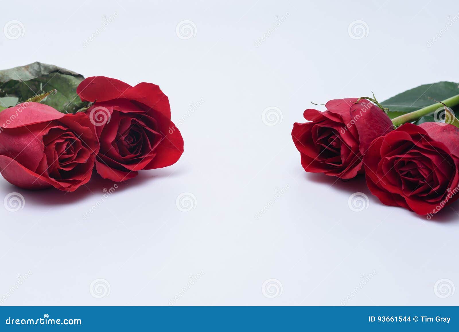 Dos Rosas Rojas En Cada Lado Foto de archivo - Imagen de regalo, texto ...