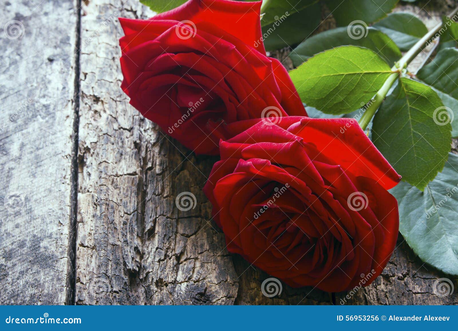 Dos Rosas Rojas En Un De Madera Foto de archivo - Imagen de amor ...