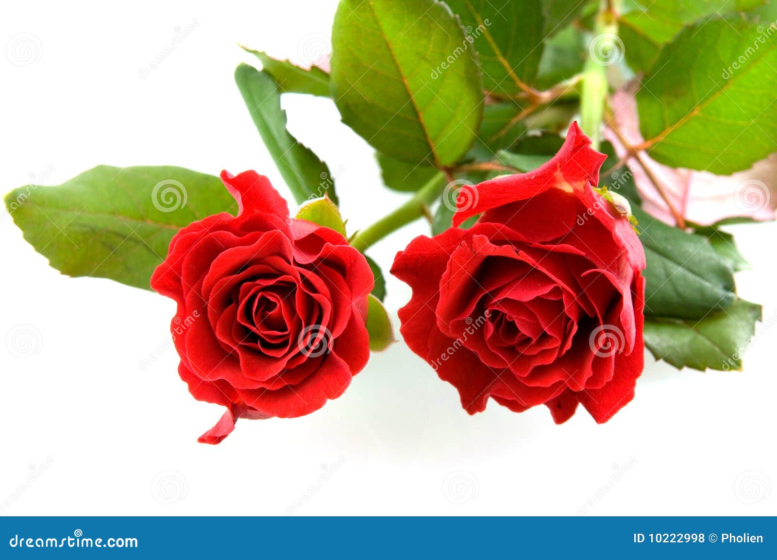 Dos rosas rojas hermosas foto de archivo. Imagen de fecha - 10222998