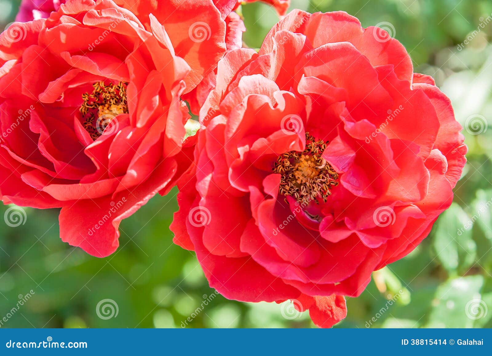 Dos rosas rojas hermosas foto de archivo. Imagen de estambre - 38815414