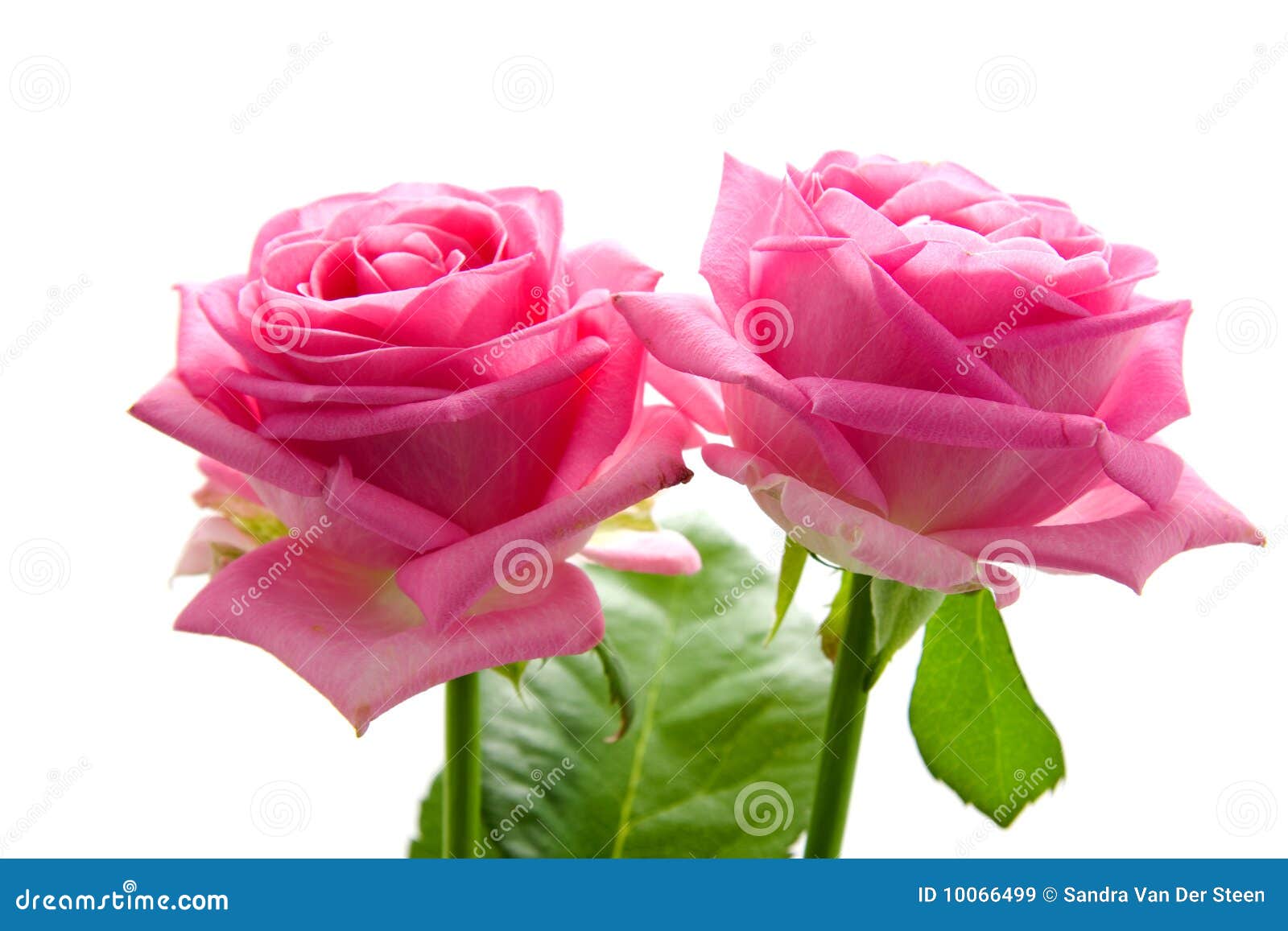 Dos rosas rosadas hermosas imagen de archivo. Imagen de hoja - 10066499