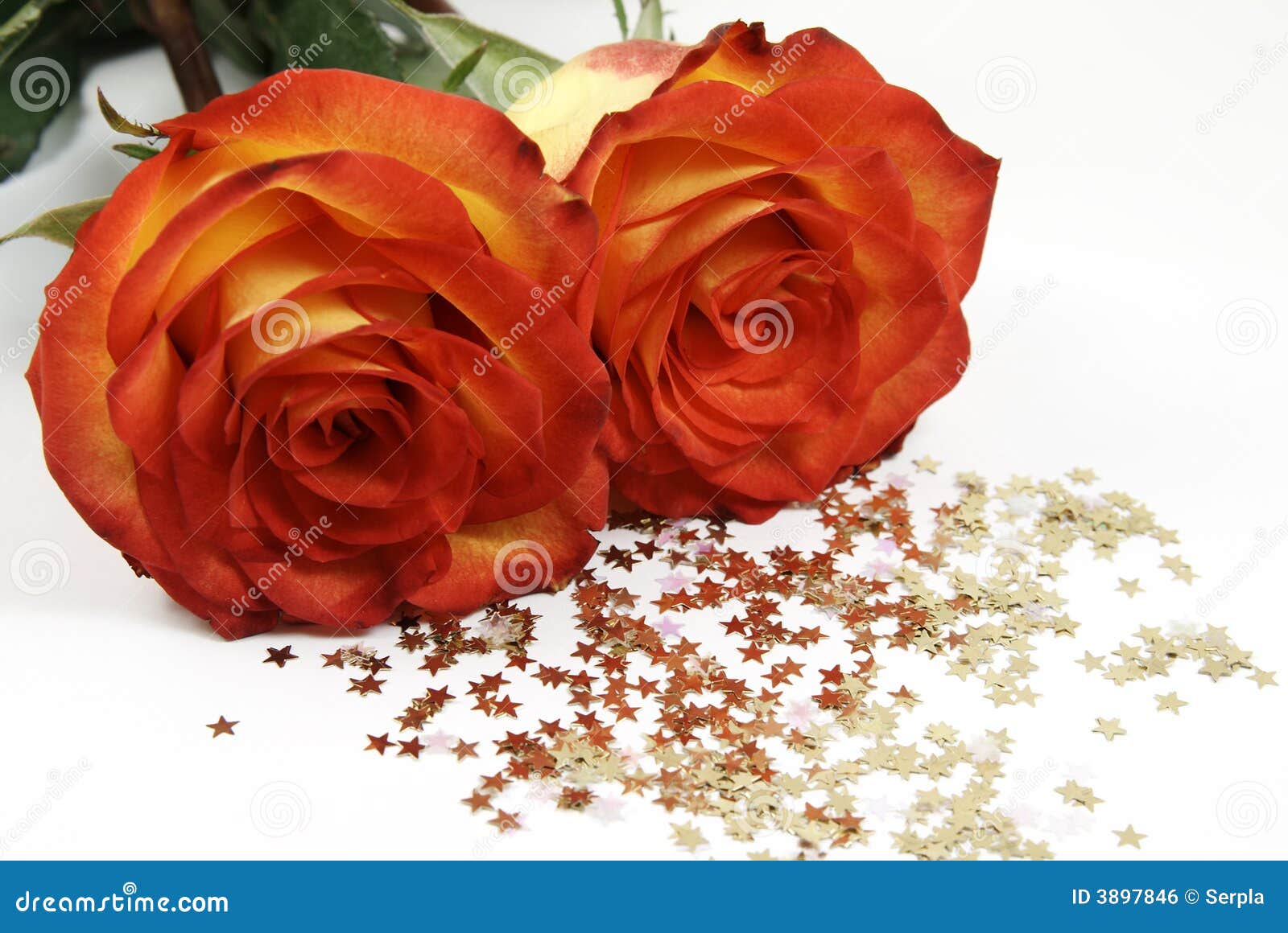 Dos Rosas Y Estrellas Aisladas Foto de archivo - Imagen de aislado ...