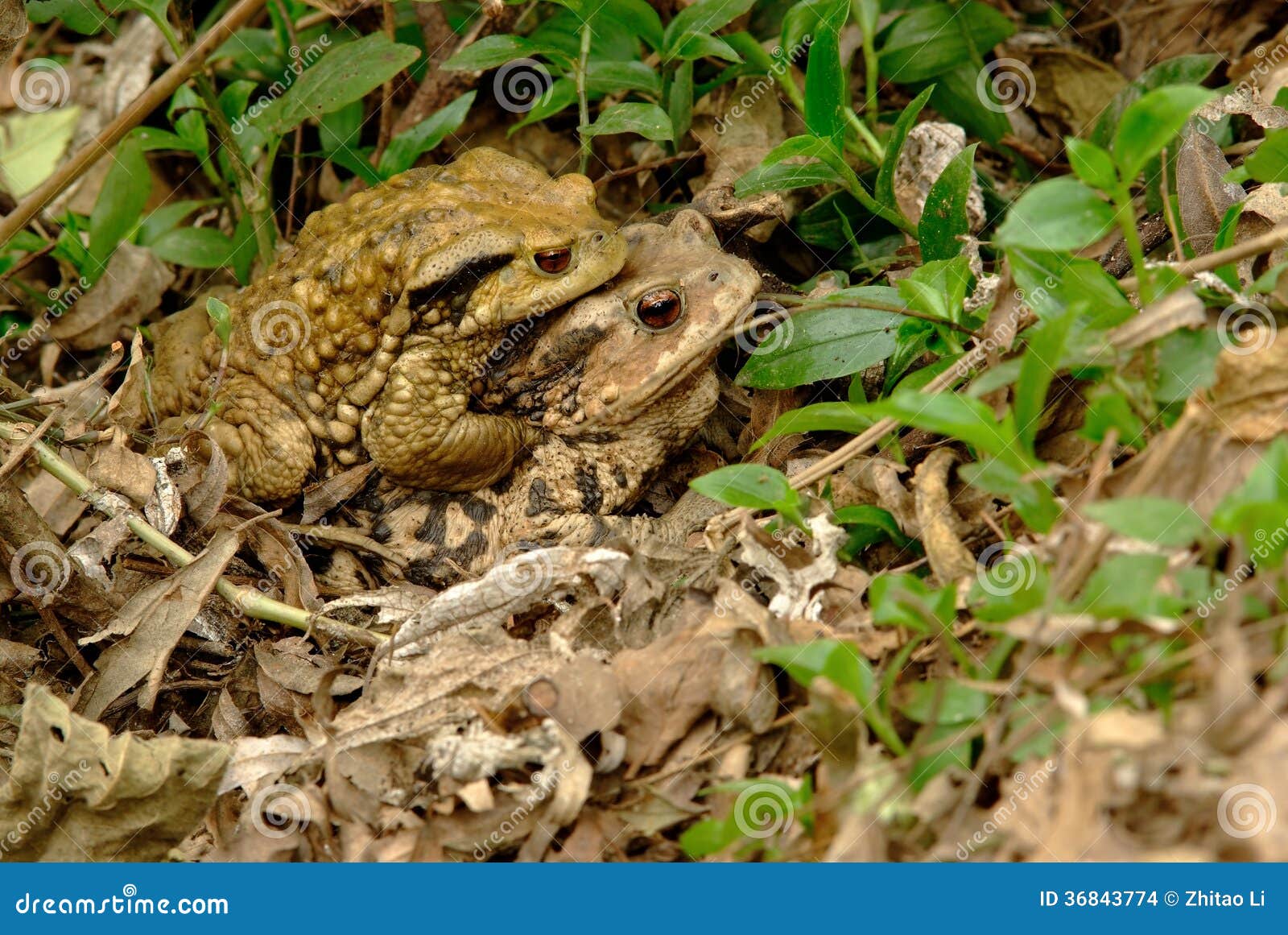 Dos sapos felices foto de archivo. Imagen de licencia - 36843774