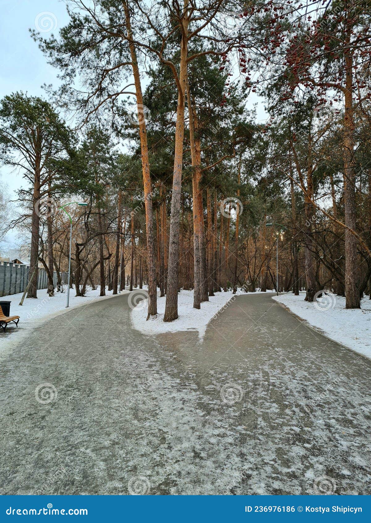 Dos Senderos Divergen En El Parque Foto de archivo - Imagen de grande ...
