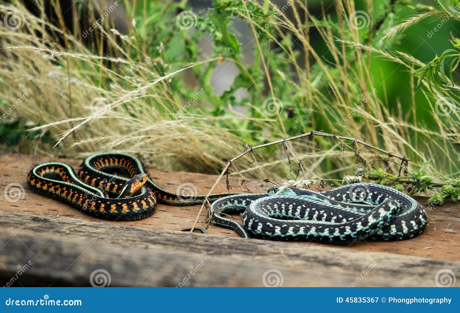 Dos serpientes coloridas imagen de archivo. Imagen de parte - 45835367