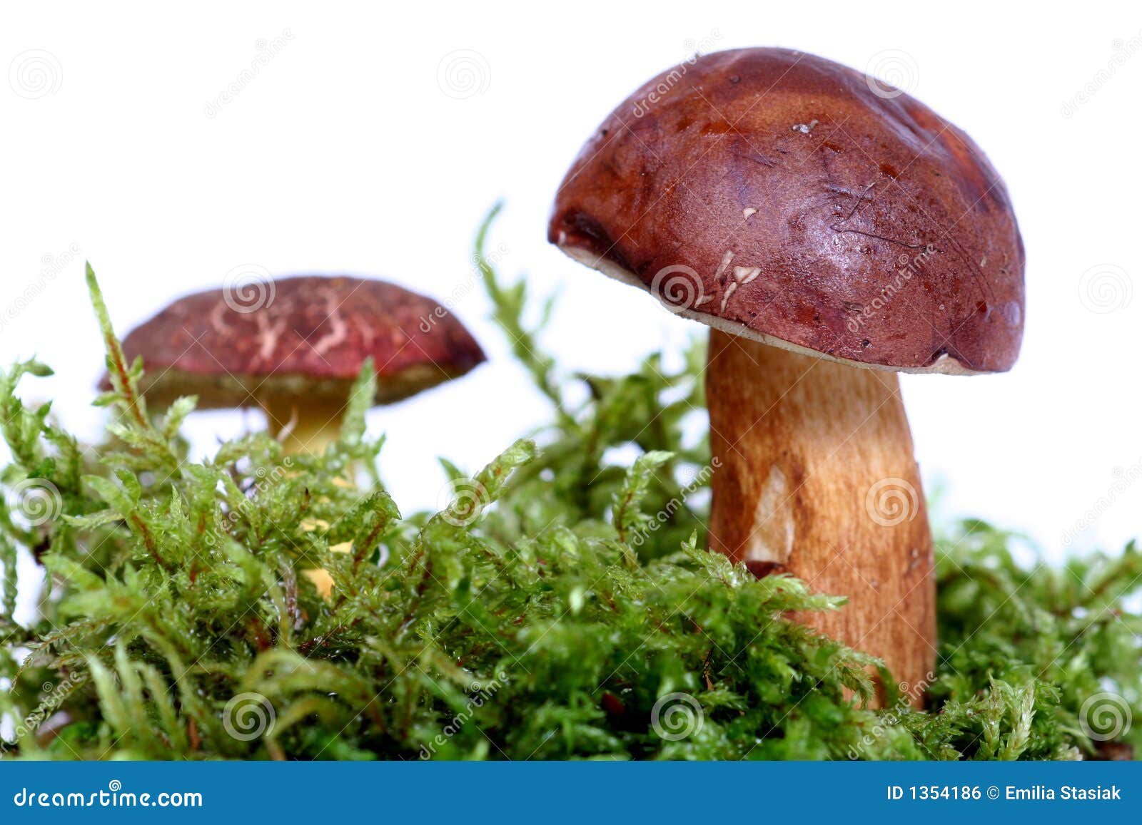 Dos setas foto de archivo. Imagen de primer, alimento - 1354186