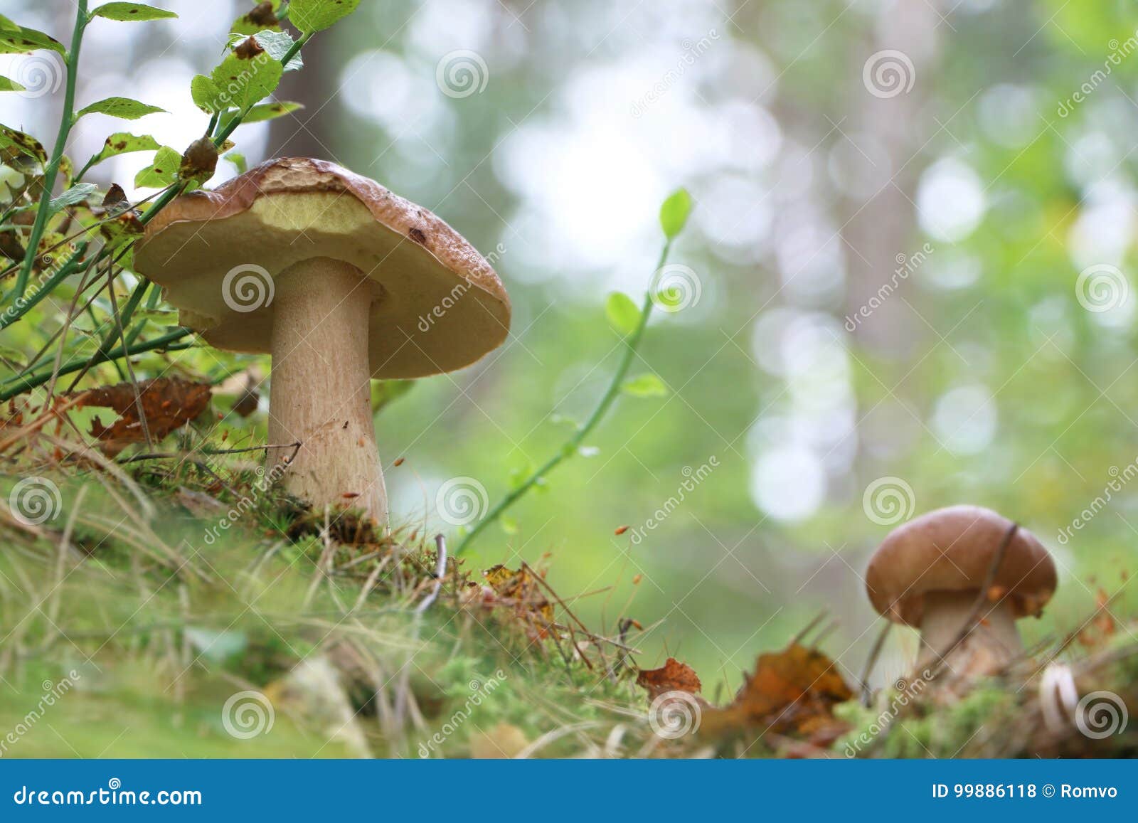Dos Setas Hermosas De Los Ceps Crecen Foto de archivo - Imagen de ...
