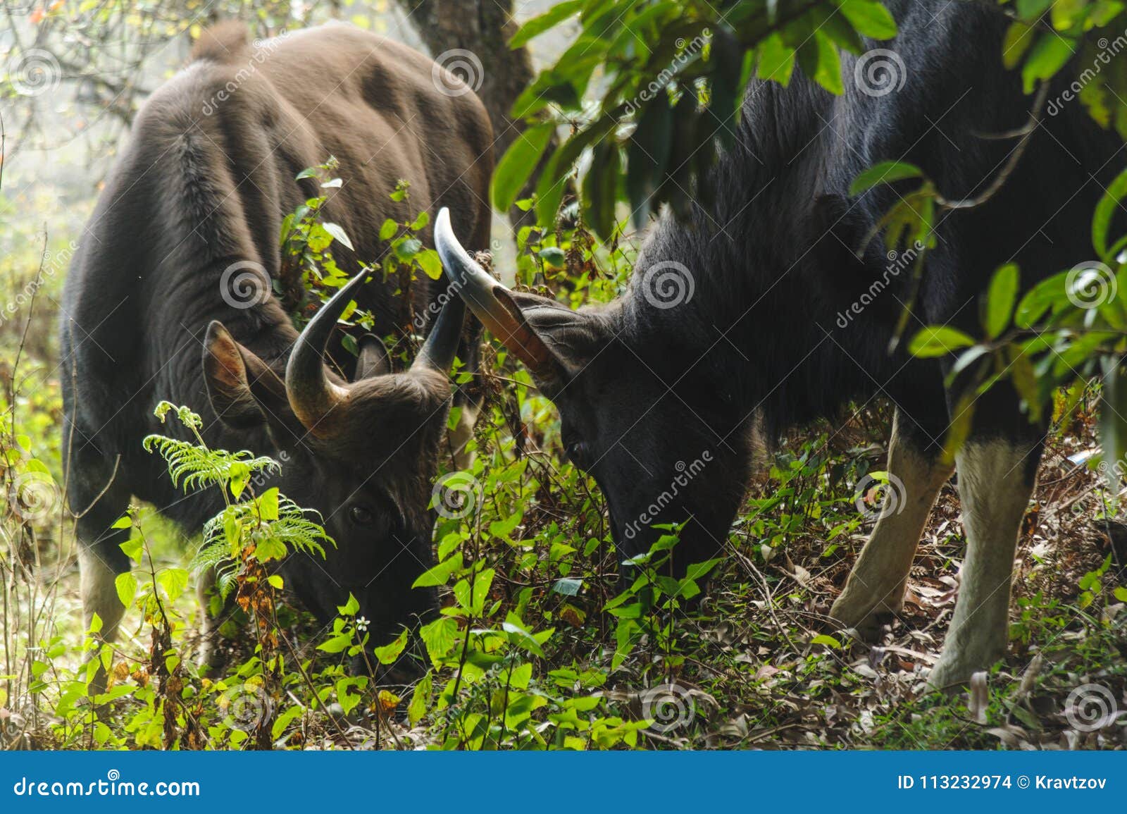 Dos Toros Salvajes De Gaur Que Comen En La Selva Foto de archivo ...