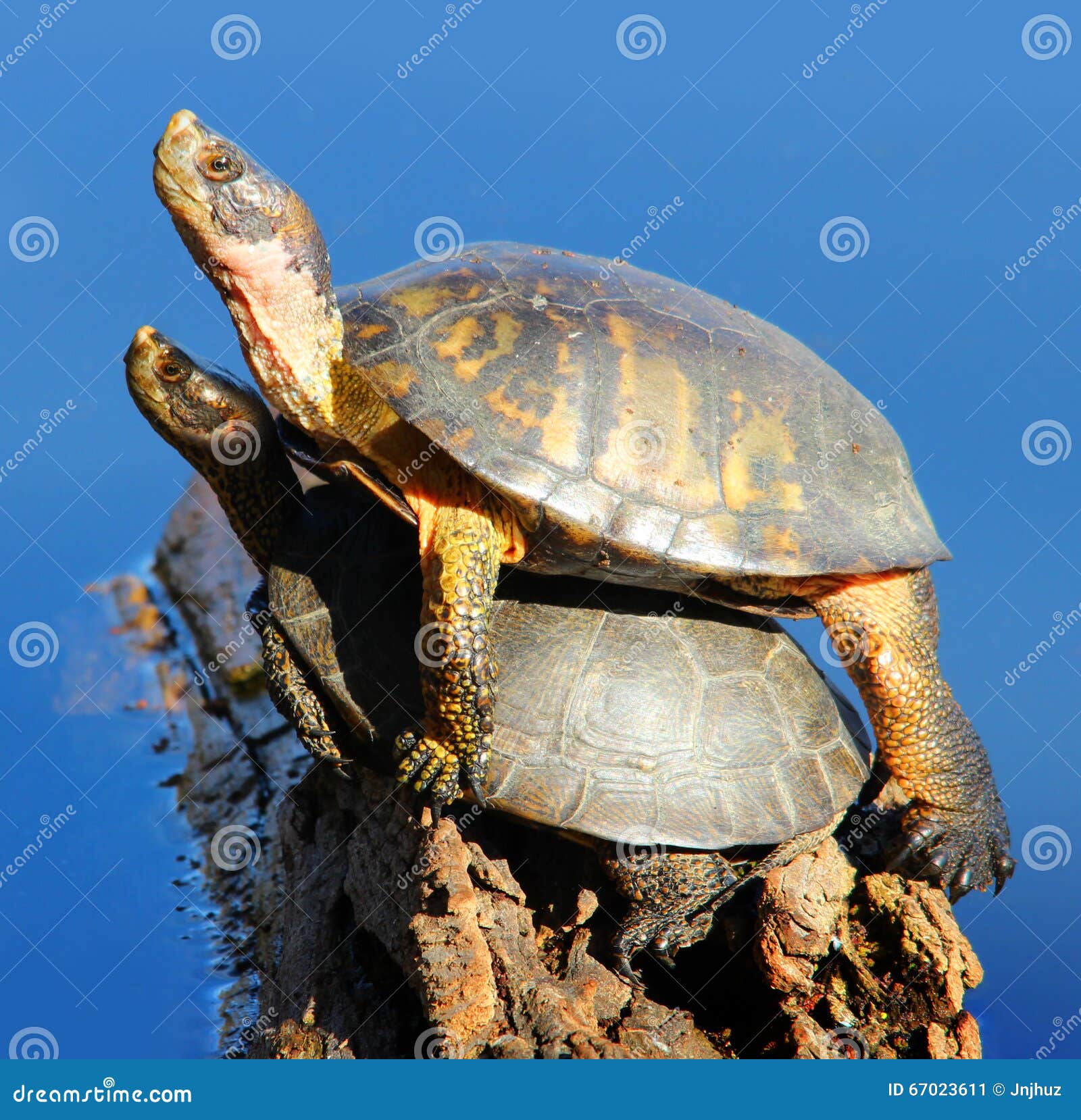 Dos Tortugas En Un Registro Imagen de archivo - Imagen de tortugas ...