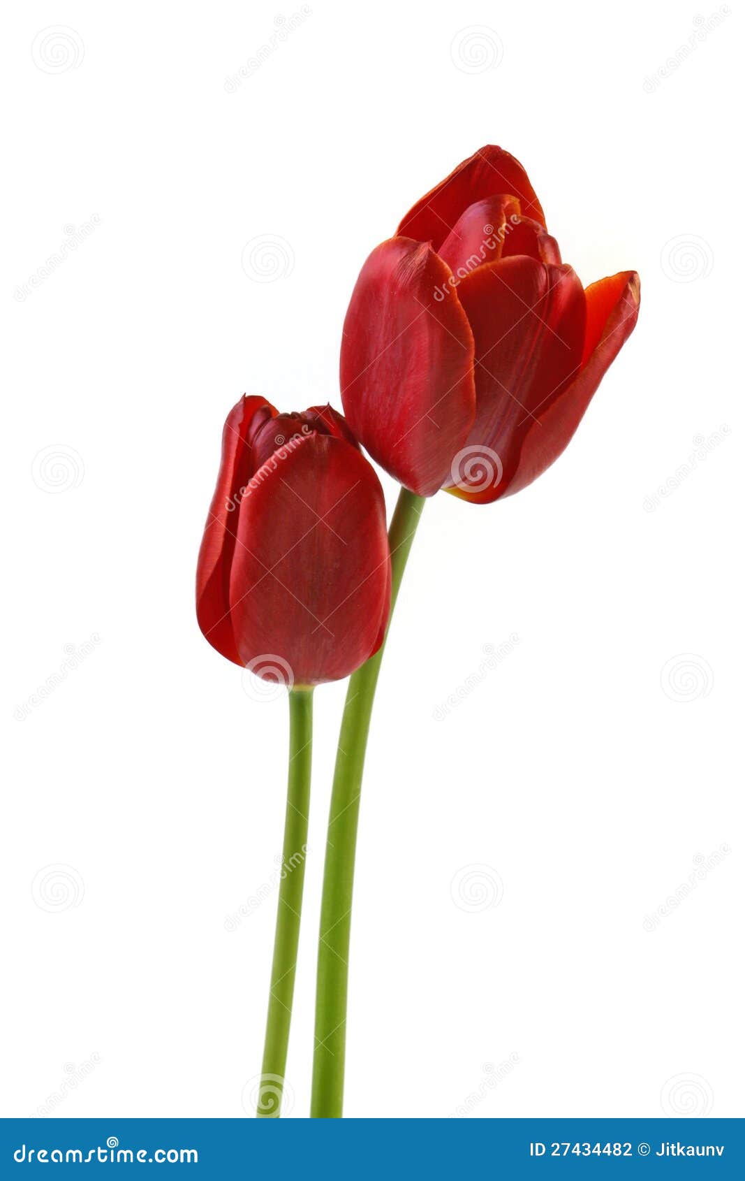 DOS TULIPANES ROJOS Fotografía de archivo - Imagen: 27434482