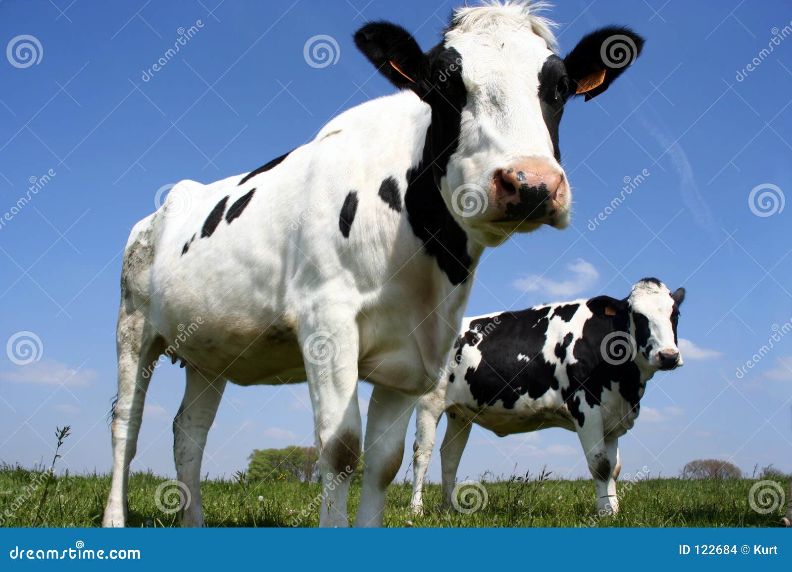 Dos vacas foto de archivo. Imagen de vaca, blanco, campo - 122684