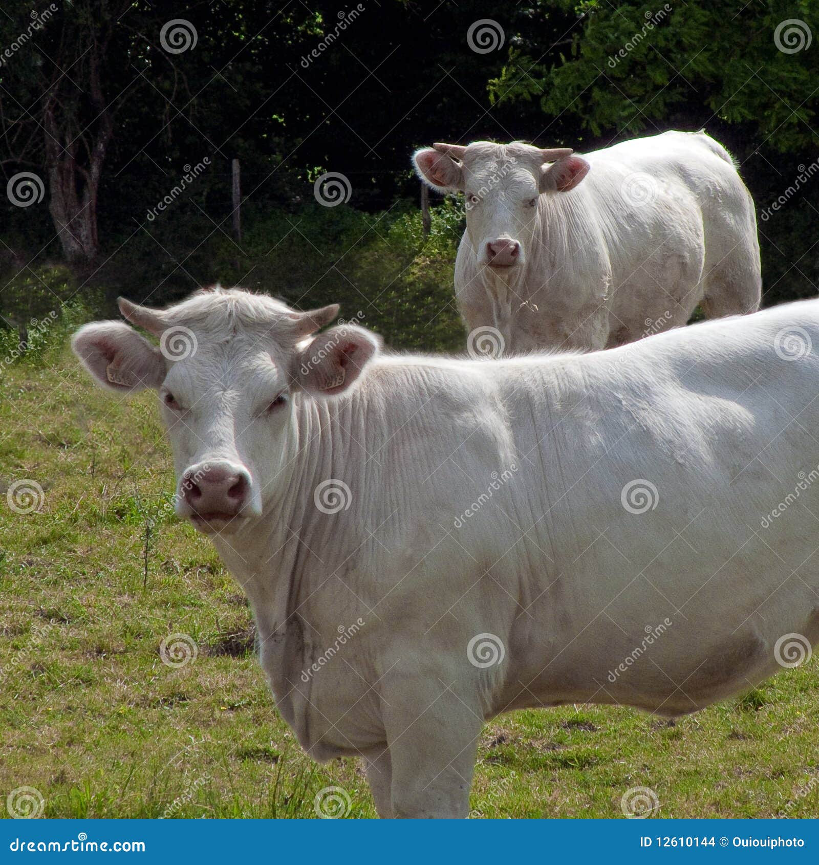 Dos vacas foto de archivo. Imagen de prados, hierba, vaca - 12610144