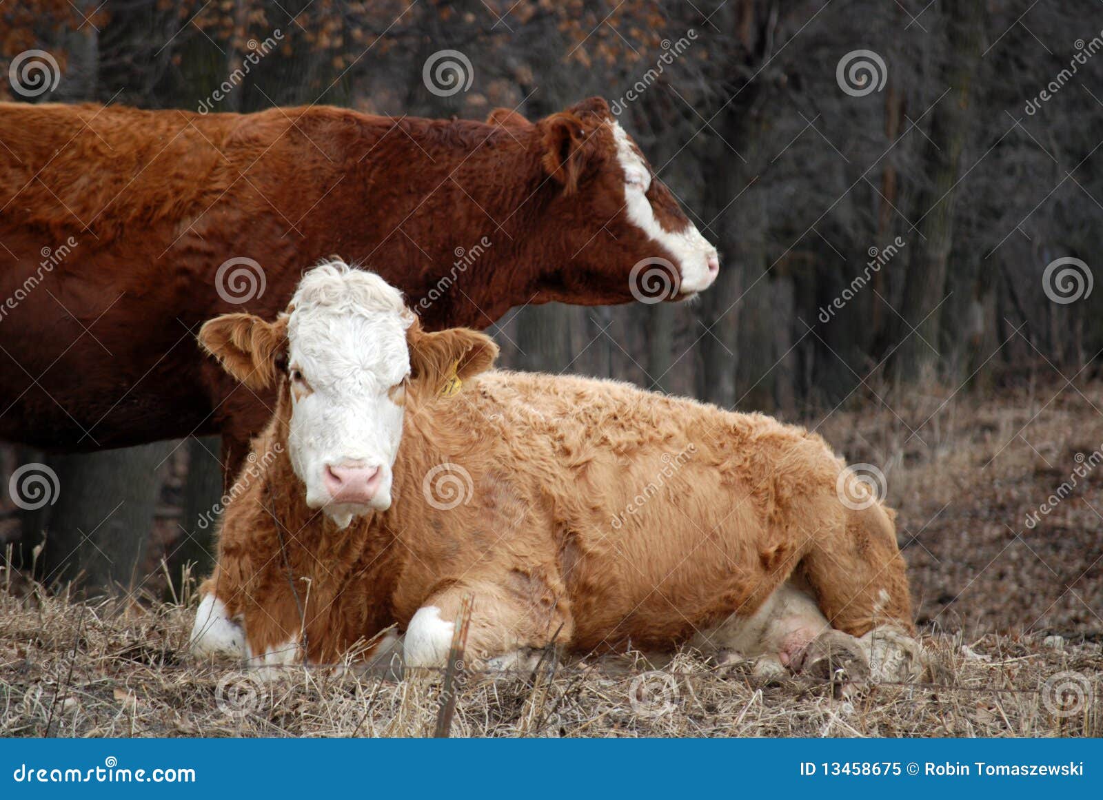 Dos vacas imagen de archivo. Imagen de vacas, animal - 13458675