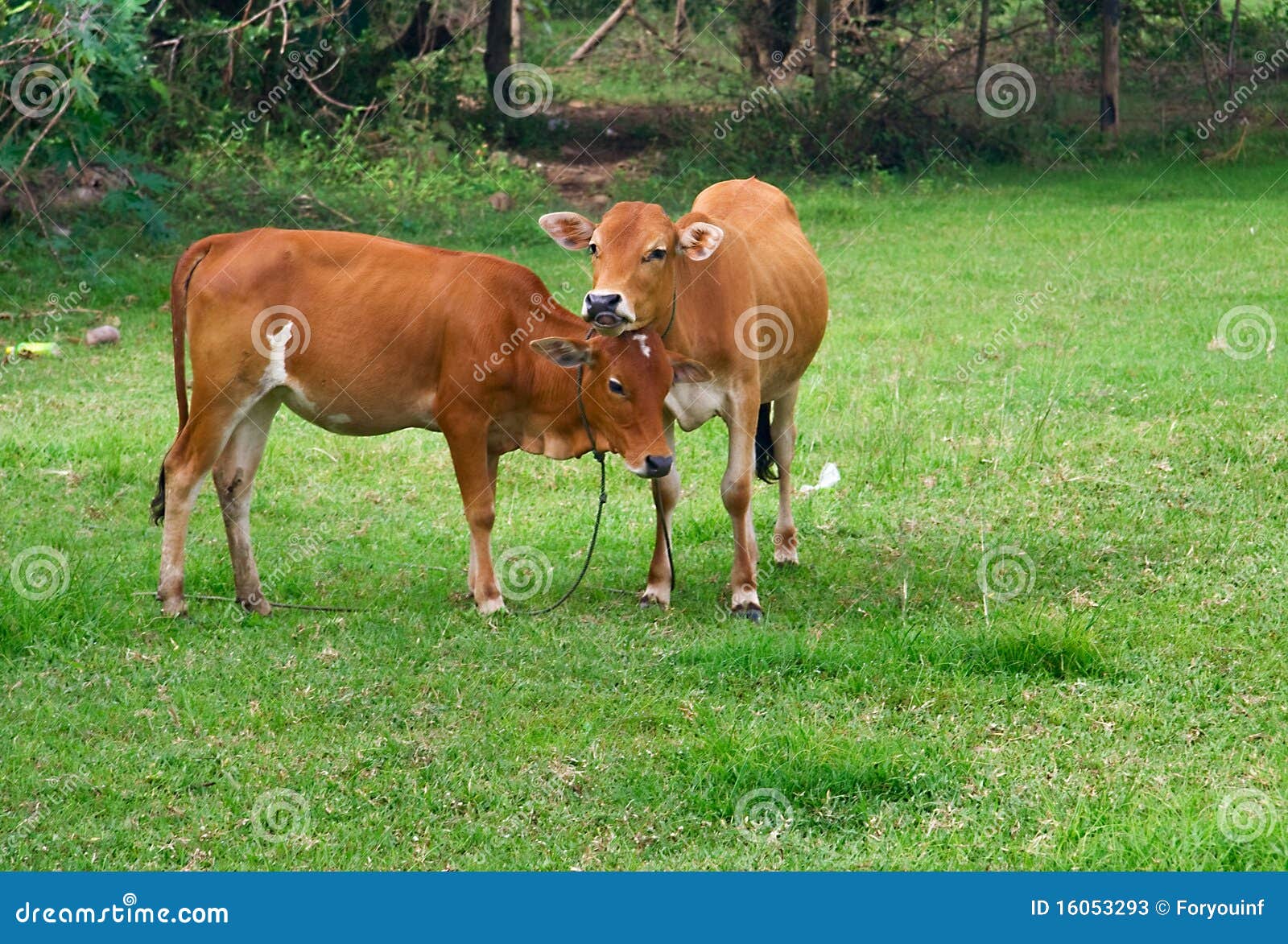 Dos vacas imagen de archivo. Imagen de ganados, exterior - 16053293